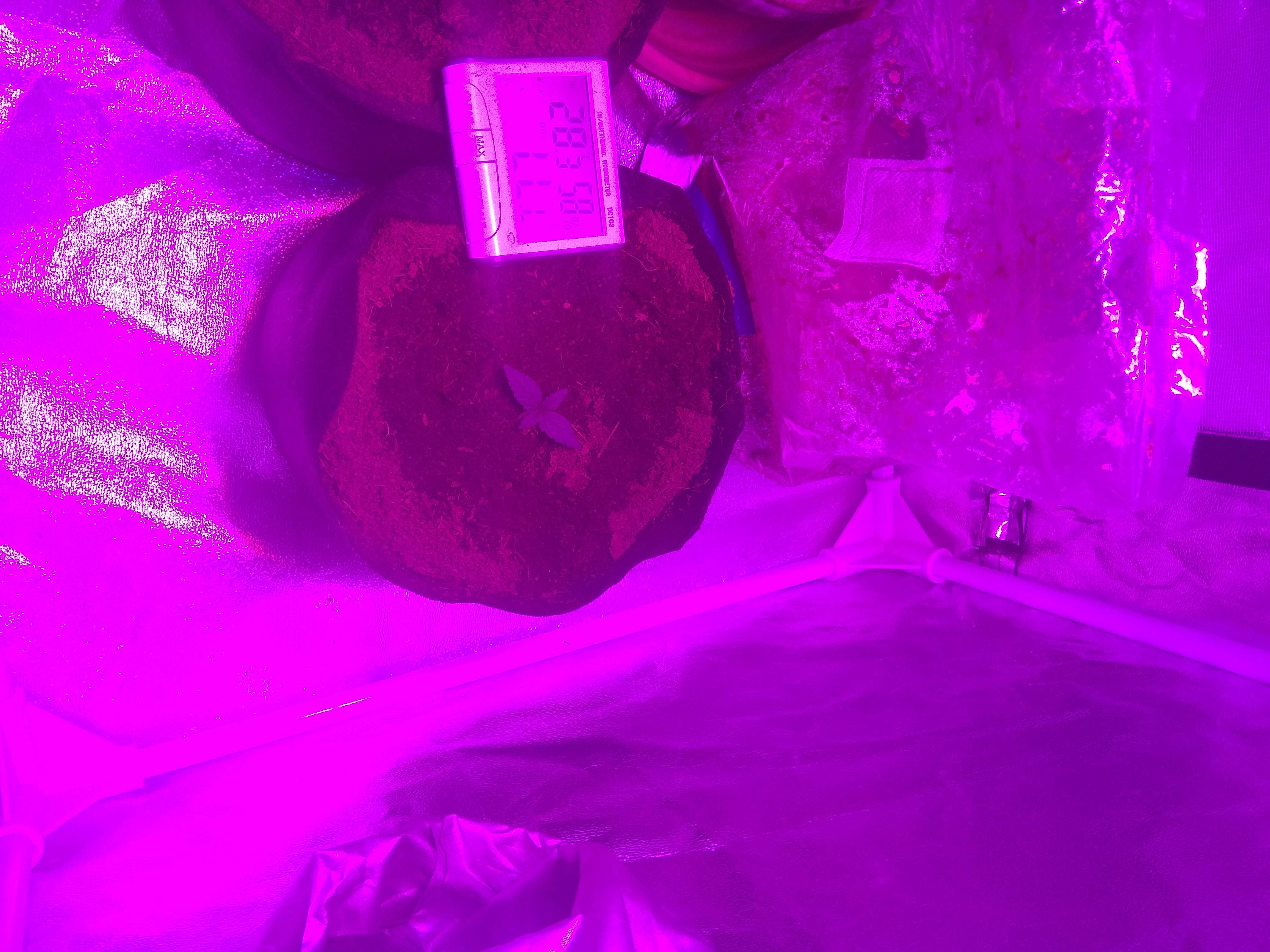 Fast Buds LSD-25 Auto grow diary (journal) week1 by aviii - GrowDiaries