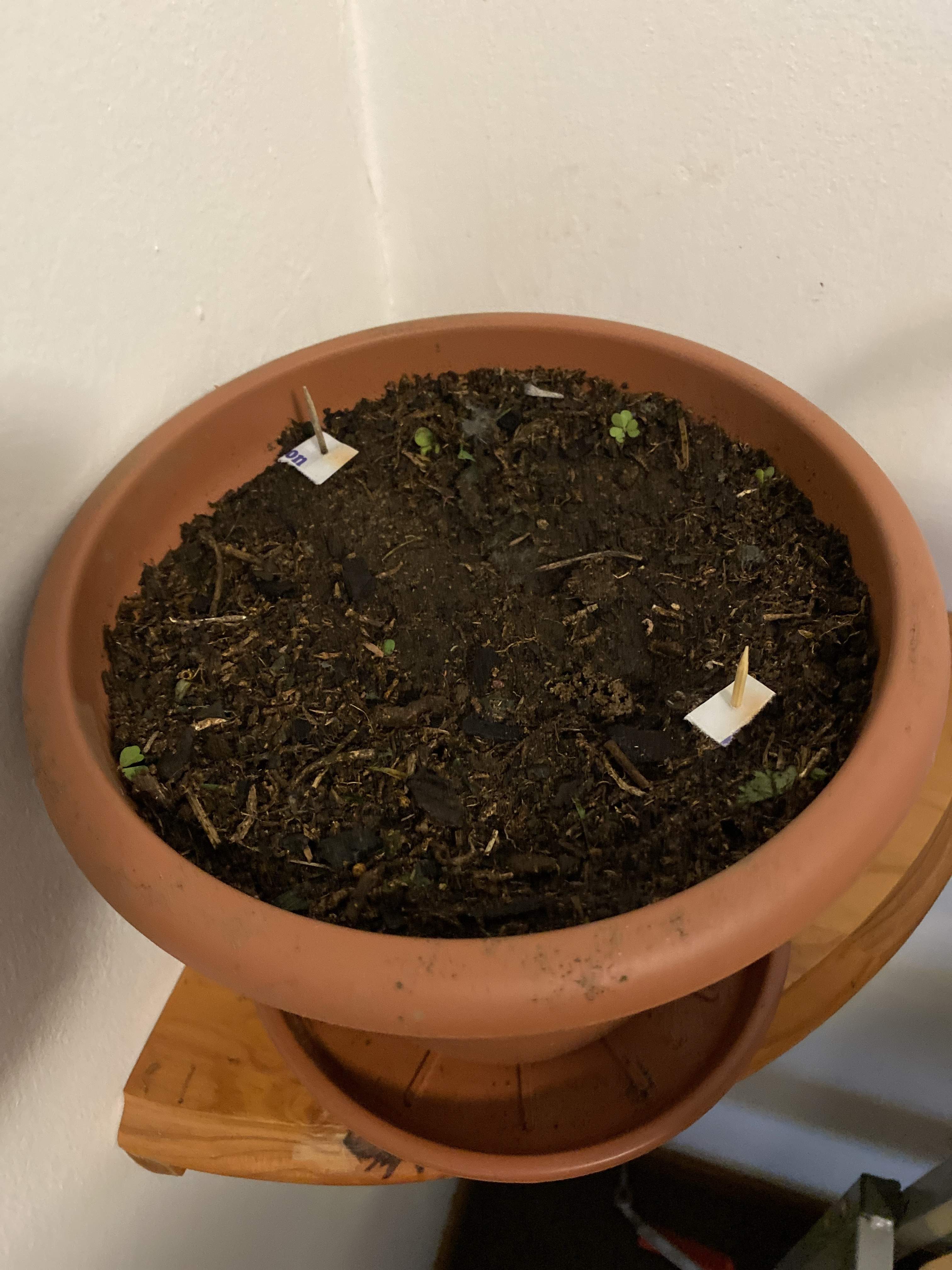 Seedsman Lemon Auto , Auto blueberry seedman grow diary (journal) week1 ...