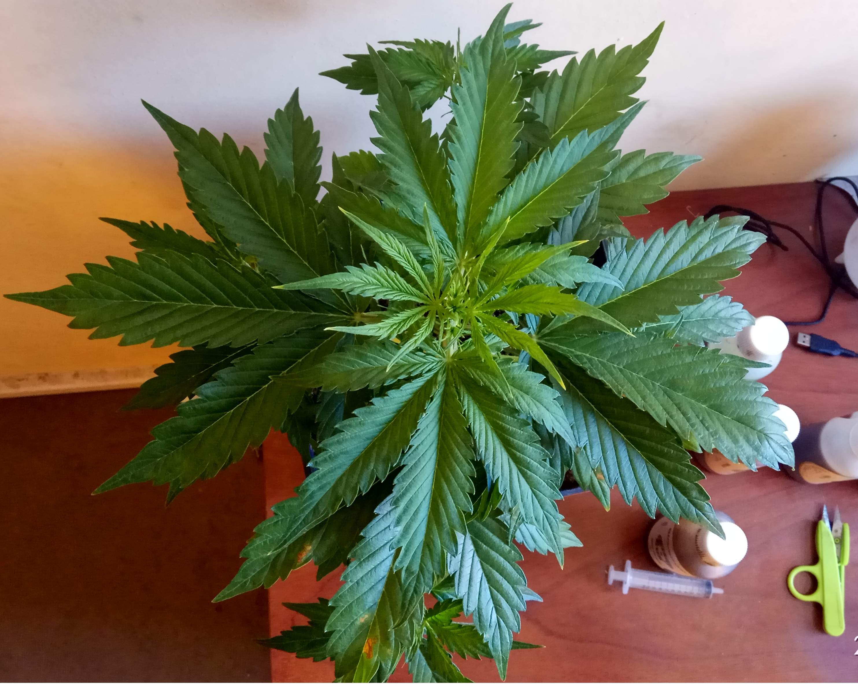 Dutch Passion Auto Mazar grow diary (journal) week5 by TensorDestroyer ...