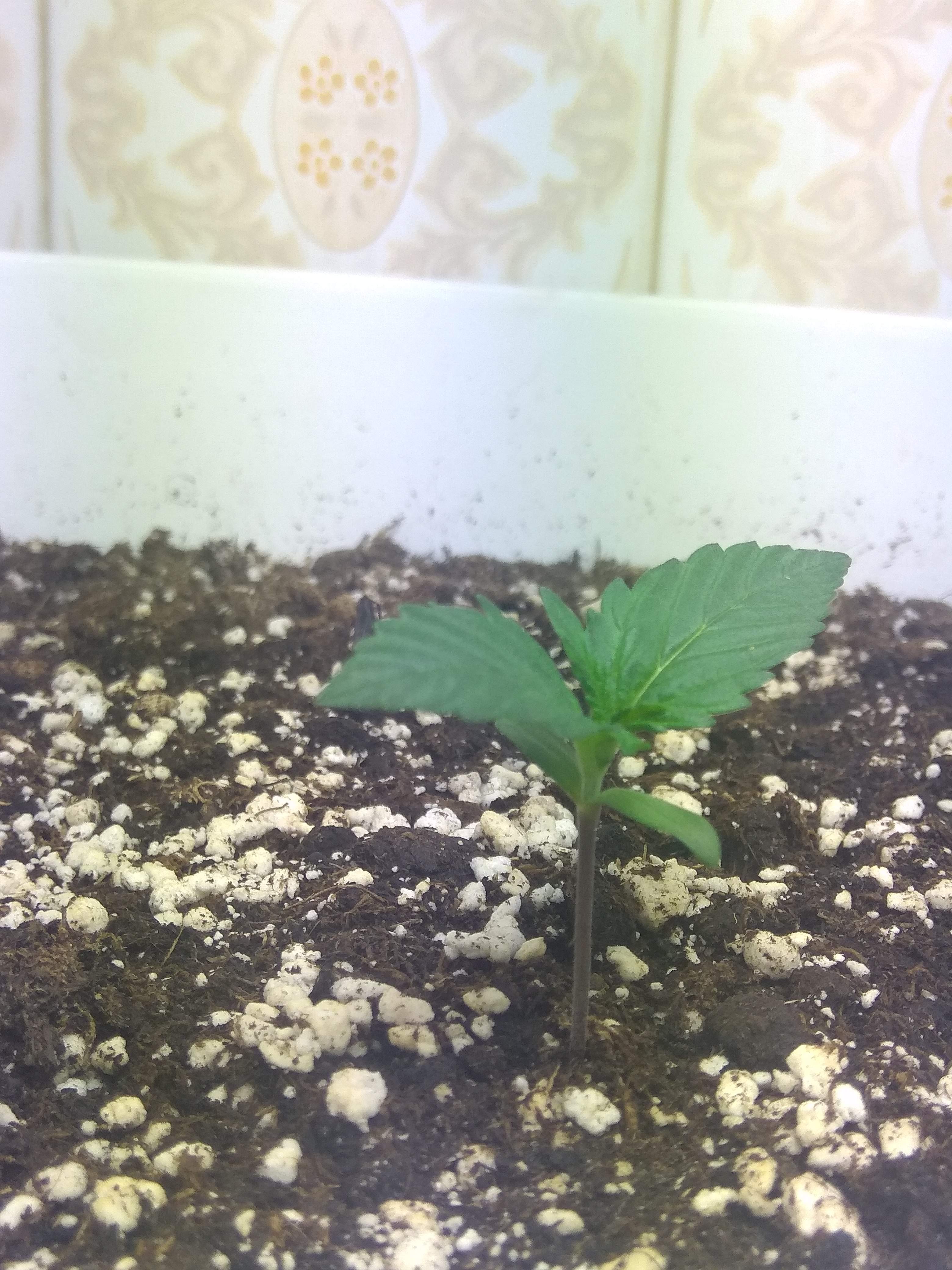 Fast Buds Zkittlez Auto grow diary (journal) week2 by Kikiwindsurf ...