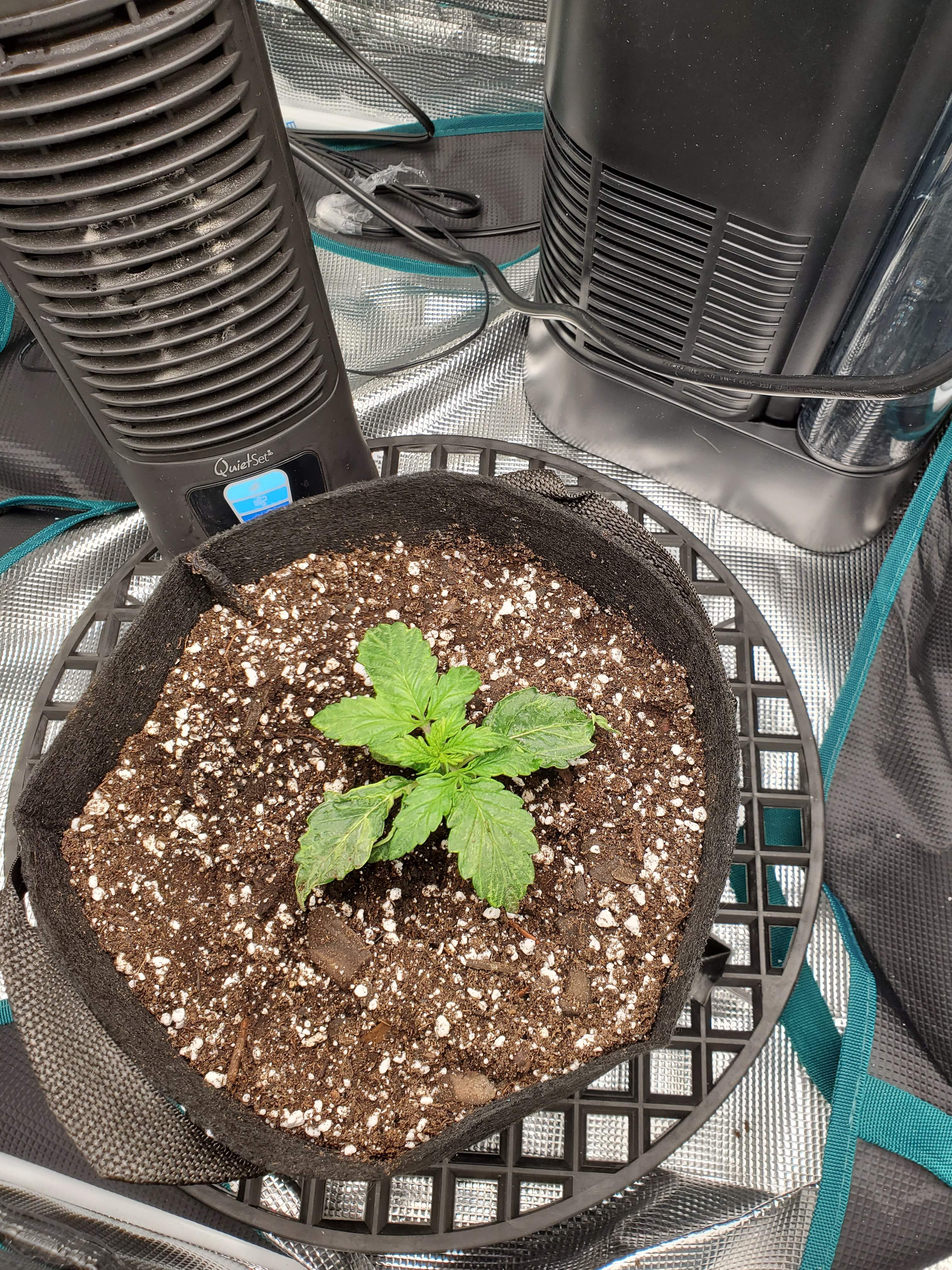 Humboldt Seed Organization Blue Dream grow diary (journal) week2 by ...