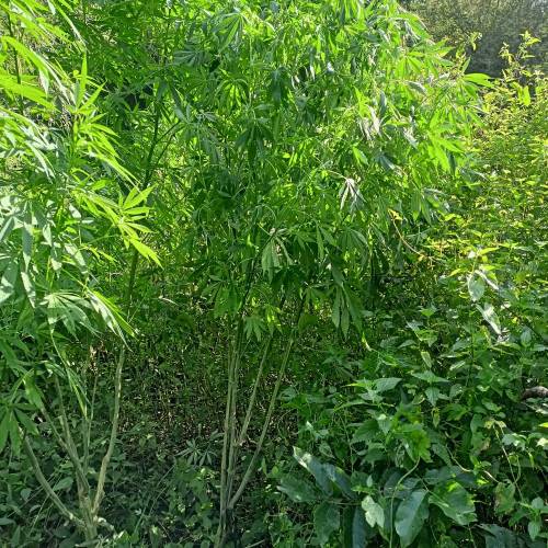 Seedsman Alaskan Purple grow diary (journal) week21 by TylerBud ...