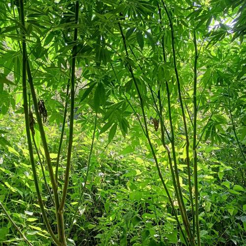 Seedsman Alaskan Purple grow diary (journal) week21 by TylerBud ...