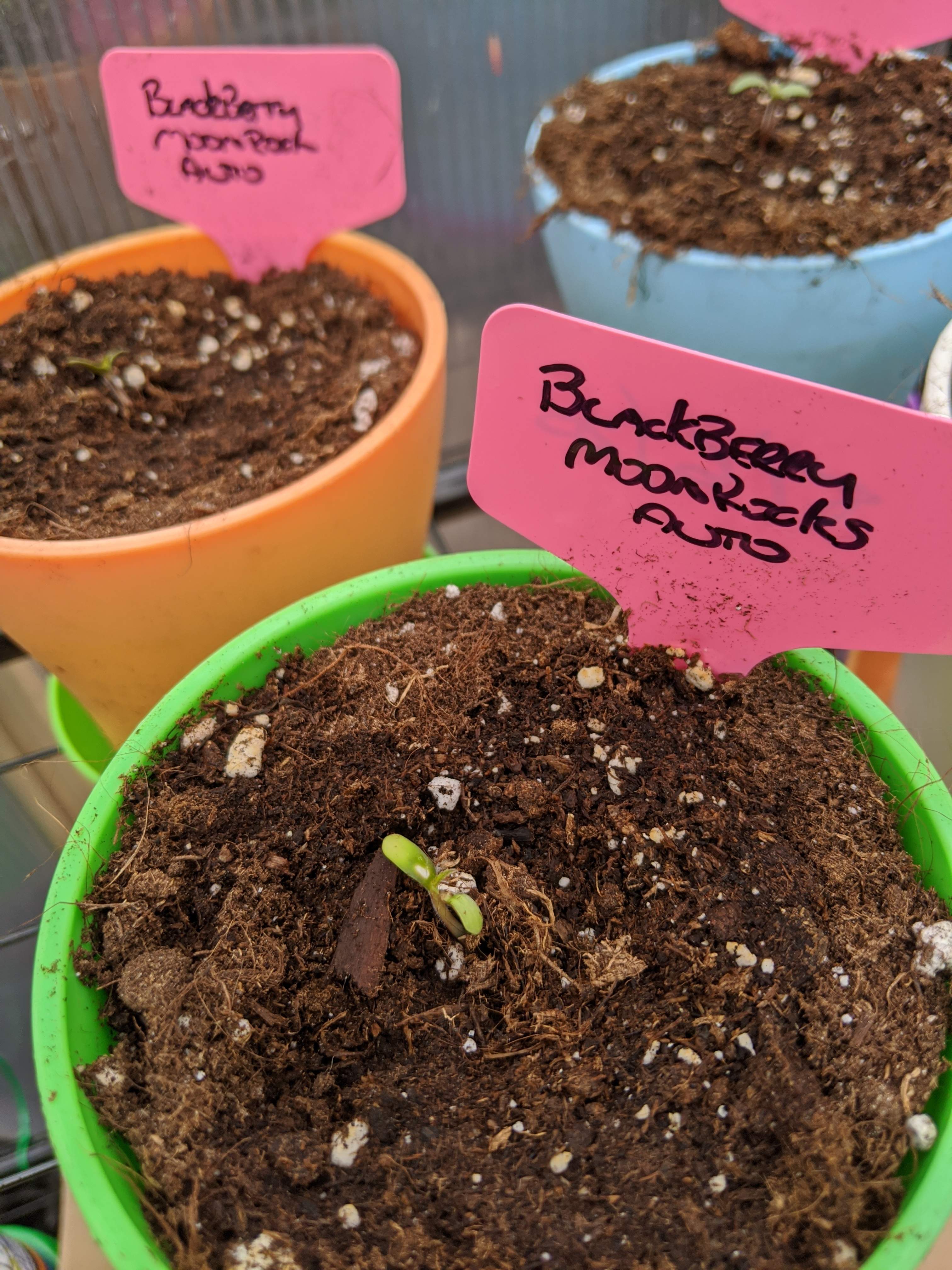 Anesia Seeds Auto Blackberry Moonrocks grow diary (journal) week1 by ...
