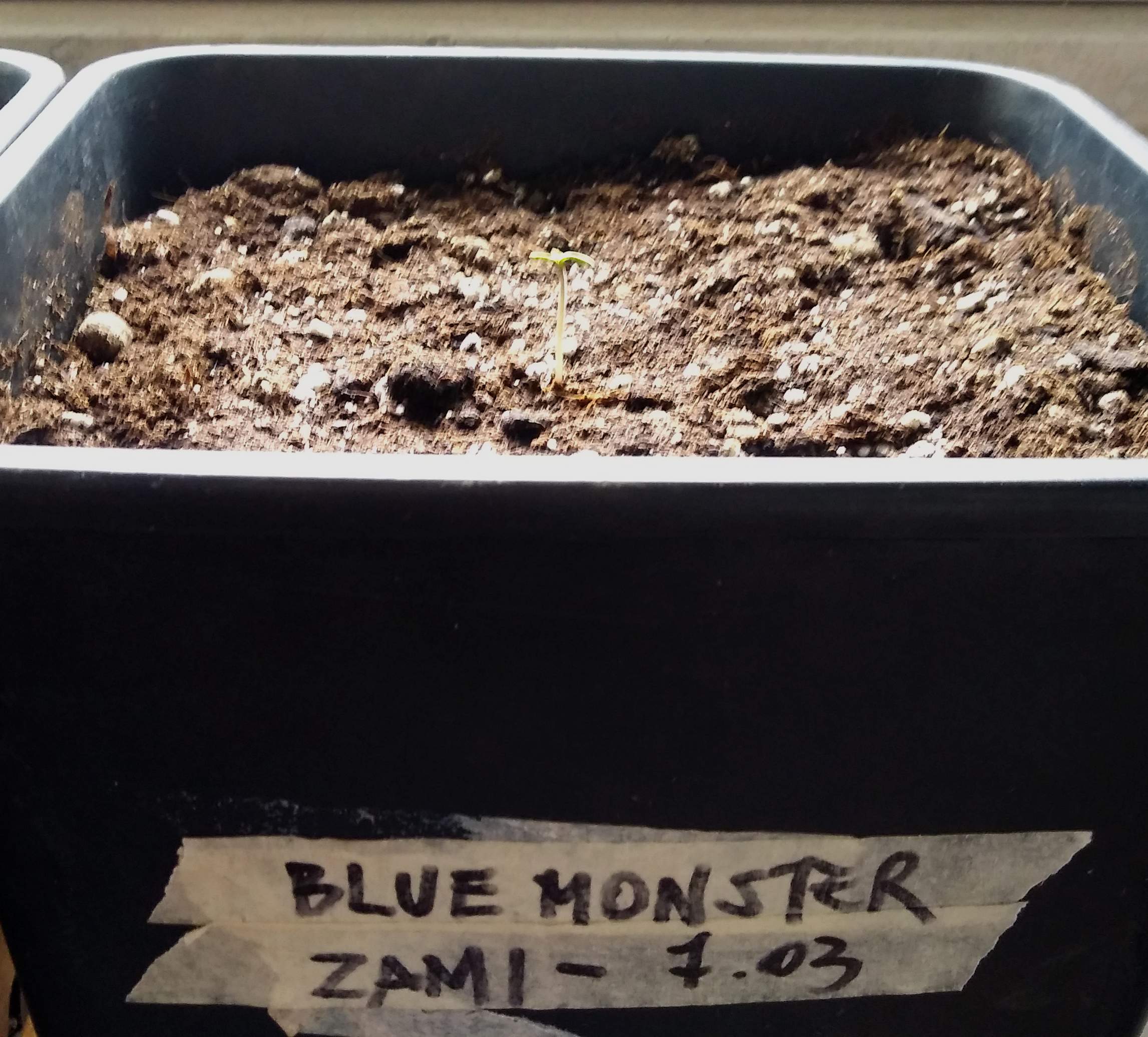 Zamnesia Seeds Blue Monster Automatic grow diary (journal) week1 by ...