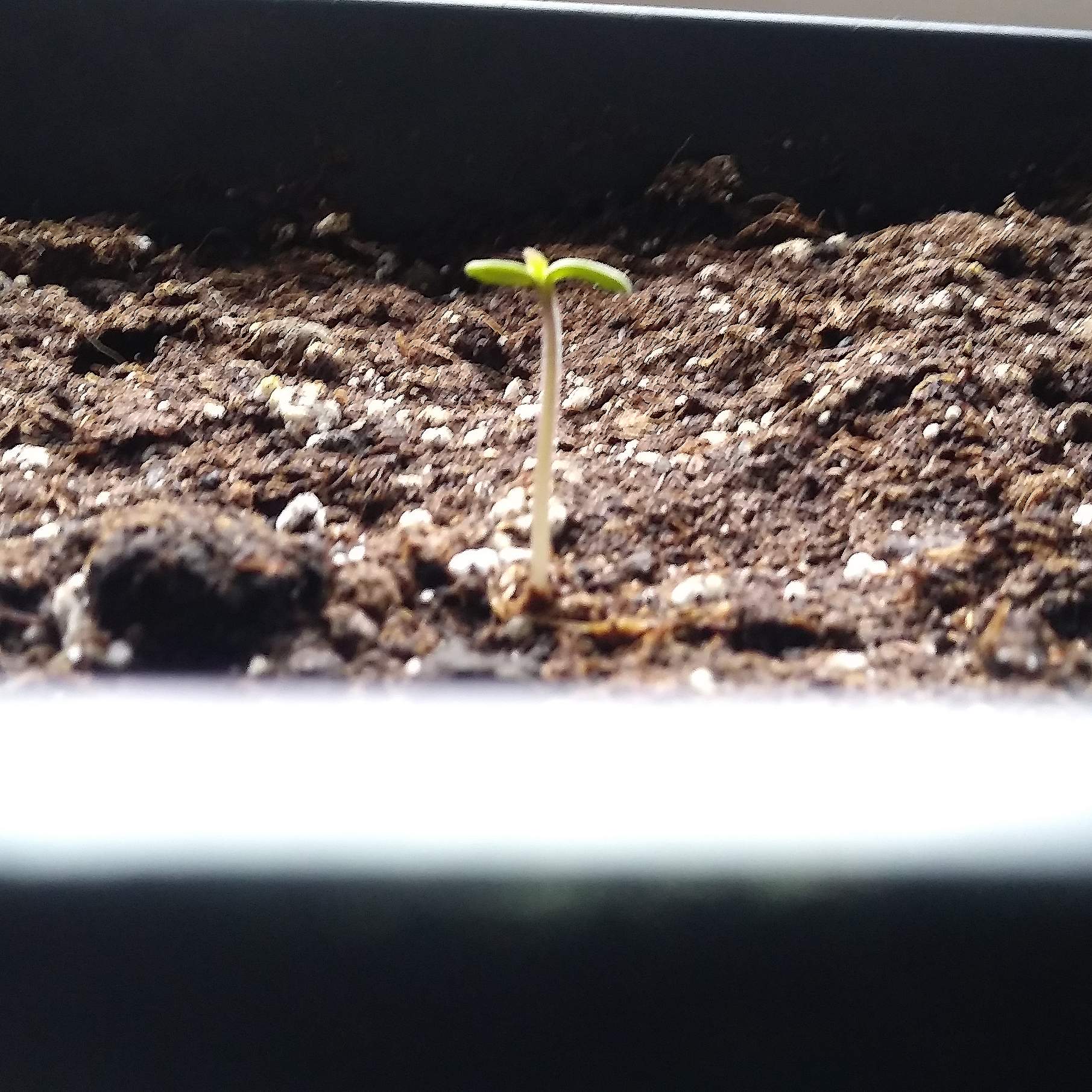 Zamnesia Seeds Blue Monster Automatic grow diary (journal) week1 by ...
