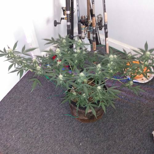 Fast Buds Zkittlez Auto grow journal by JerzeeAutoflowerGrowers ...