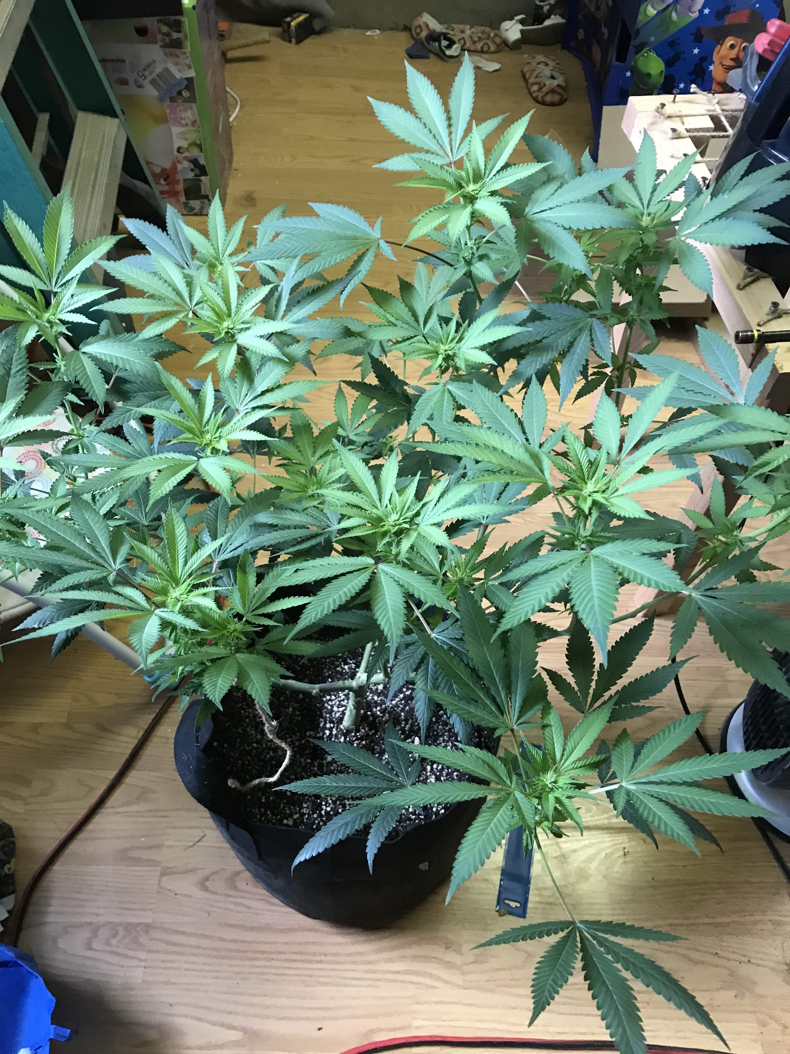 DJ Short Blueberry 3 grow diary (journal) week12 by Mad_Hatter ...