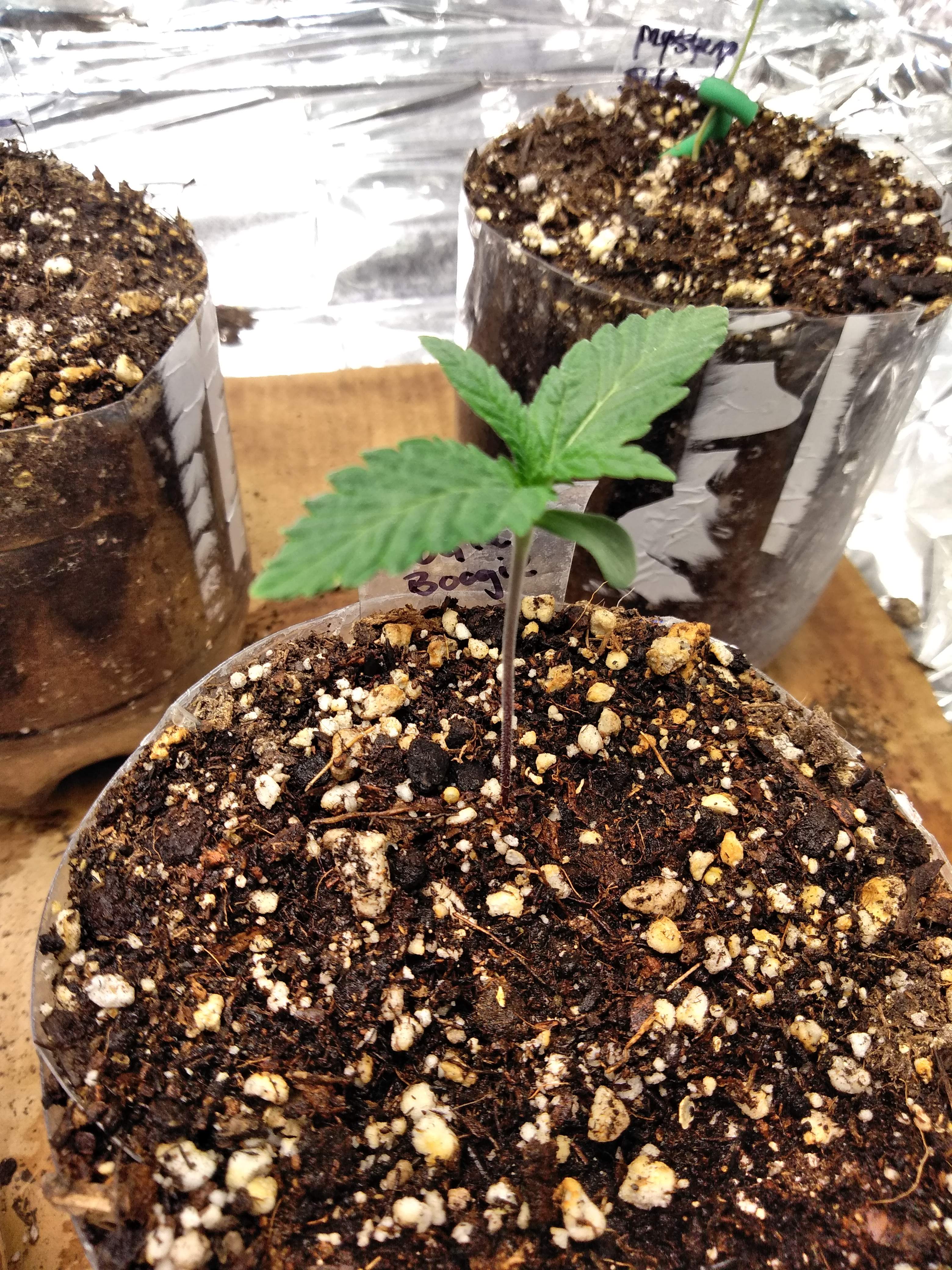Alien Og, Mendocino, Skunk #1, True OG Kush, Alien Og grow diary ...