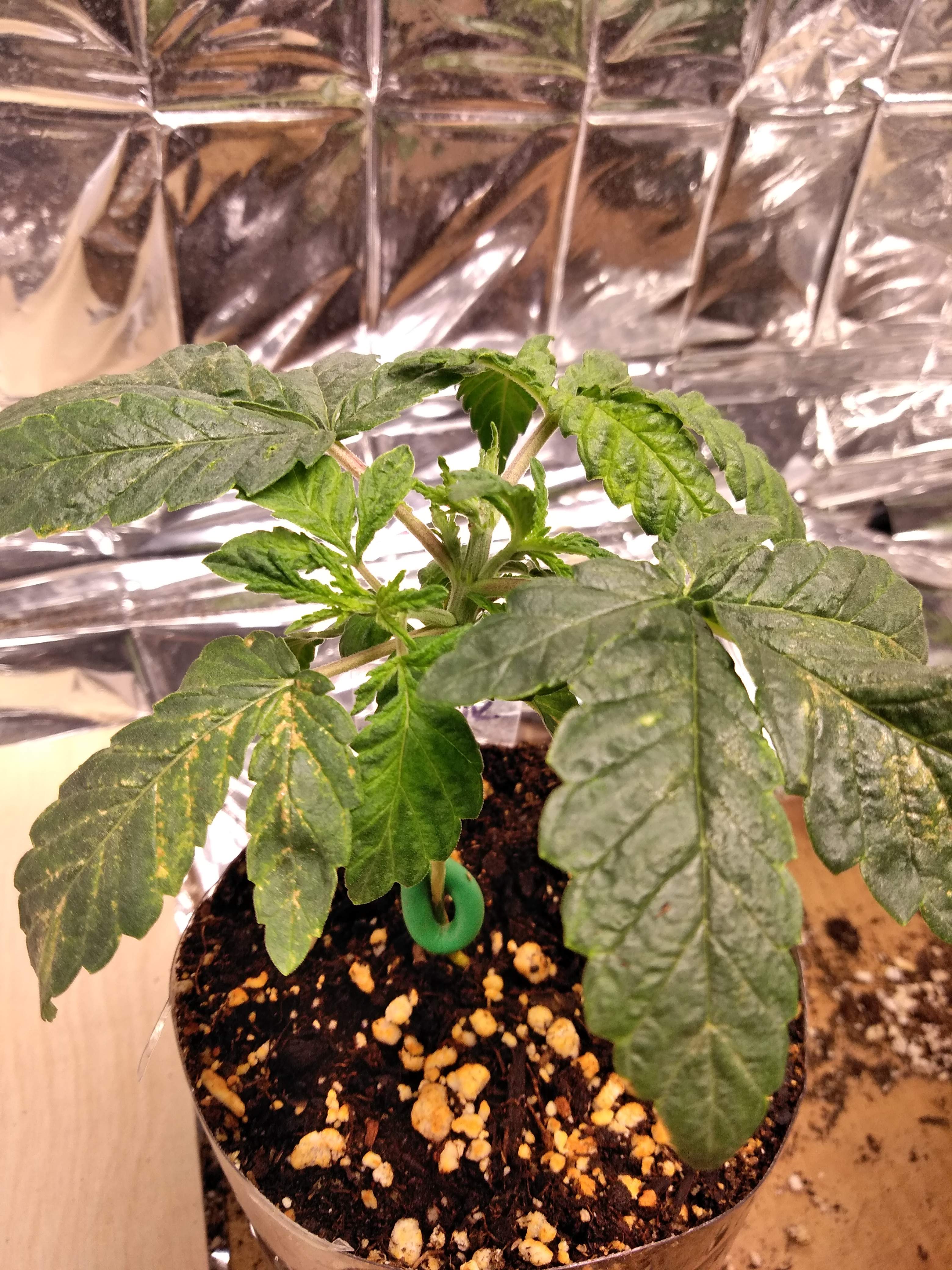 Alien Og, Mendocino, Skunk #1, True OG Kush, Alien Og grow diary ...