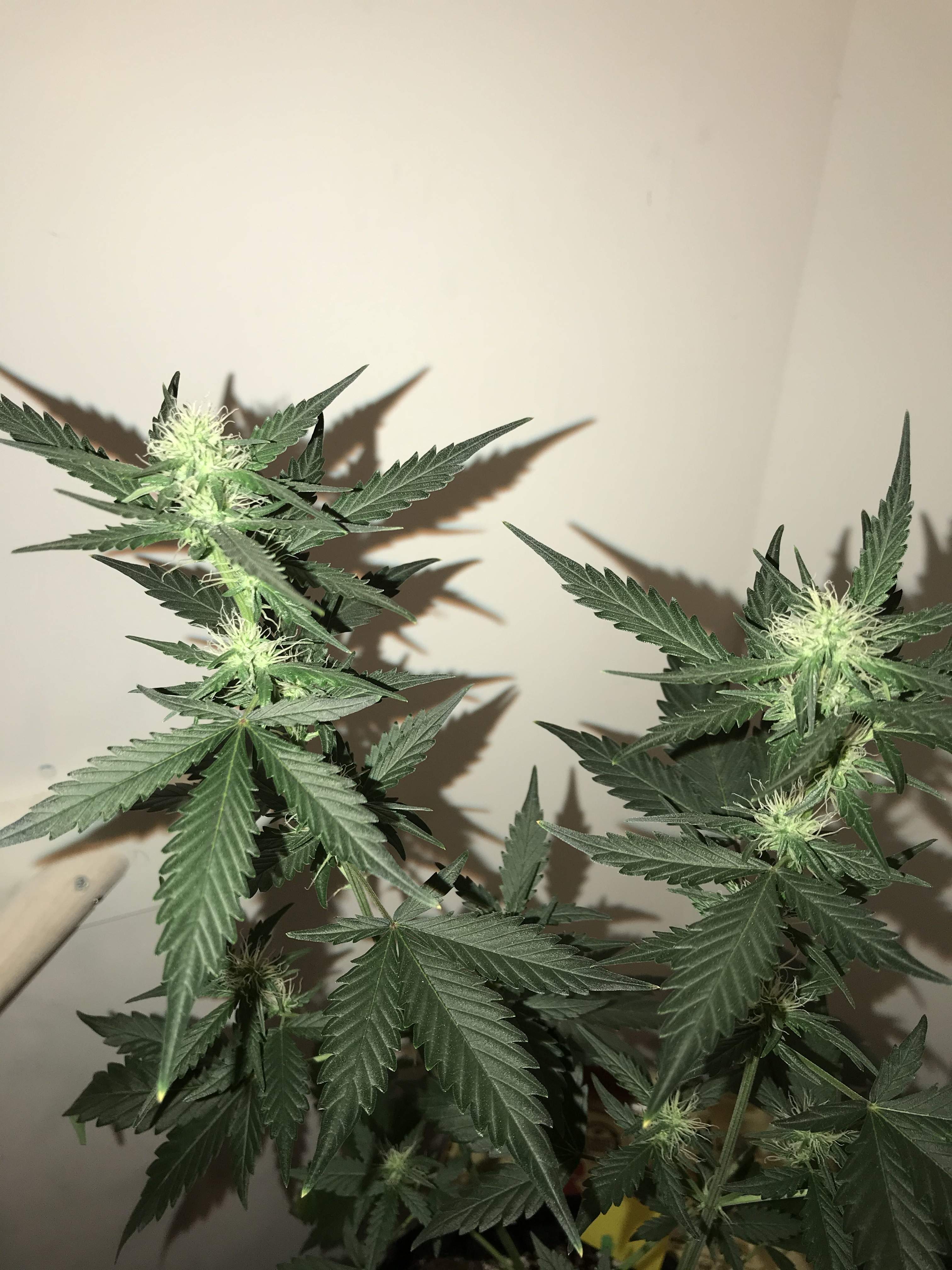 Seedsman Alaskan Purple Auto grow diary (journal) week8 by zaco4O ...
