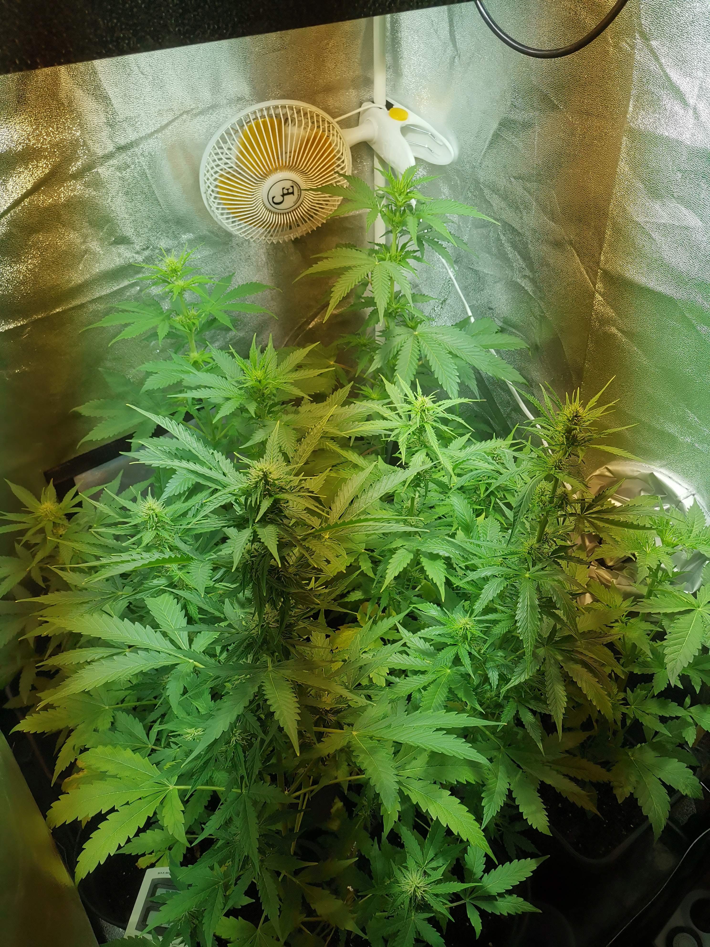 Zamnesia Seeds Sticky Beast Automatic 3 grow journal 3 week9 by ...