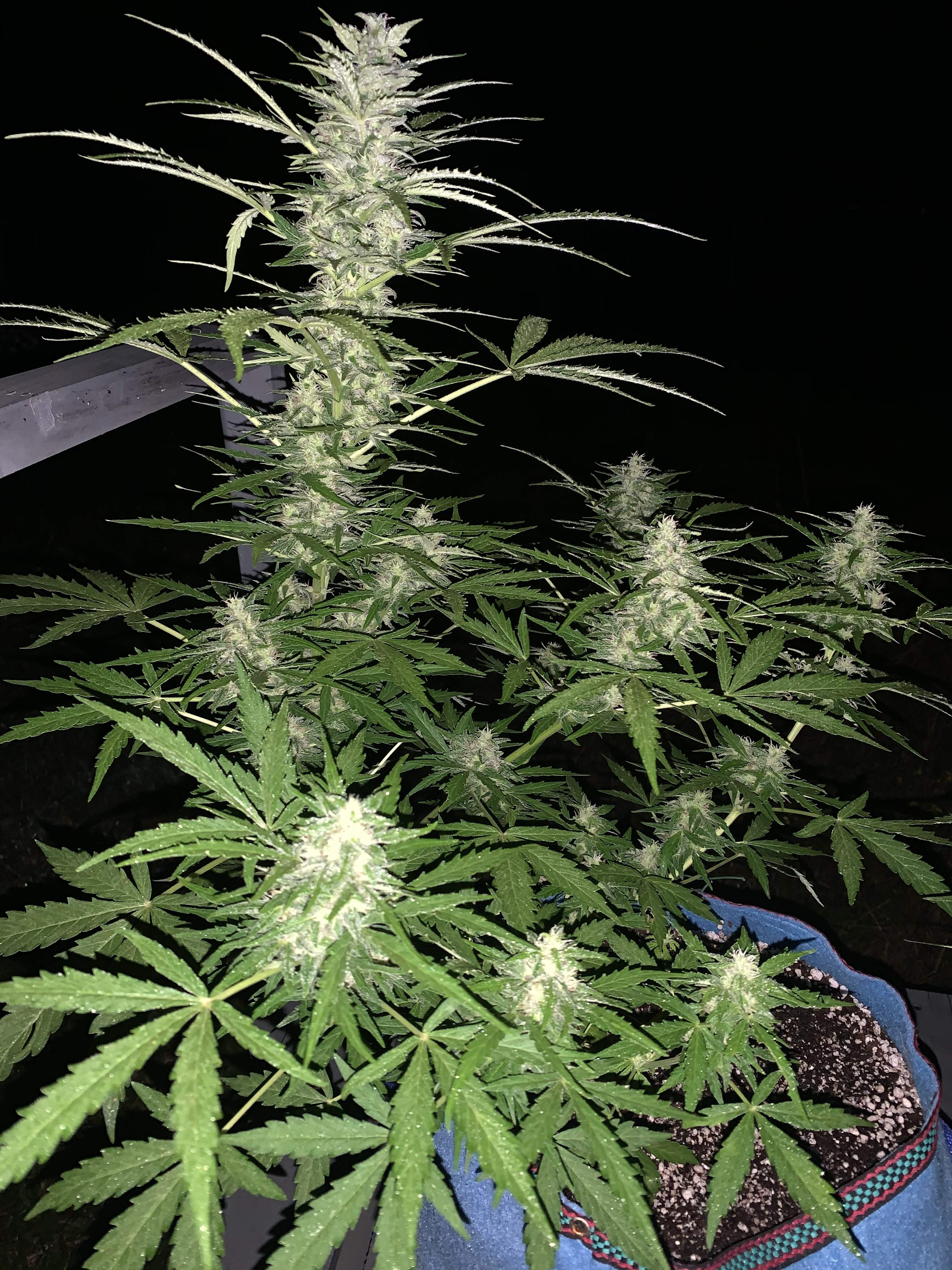 Fast Buds Gorilla Auto grow diary (journal) week9 by Mr_Haze - GrowDiaries