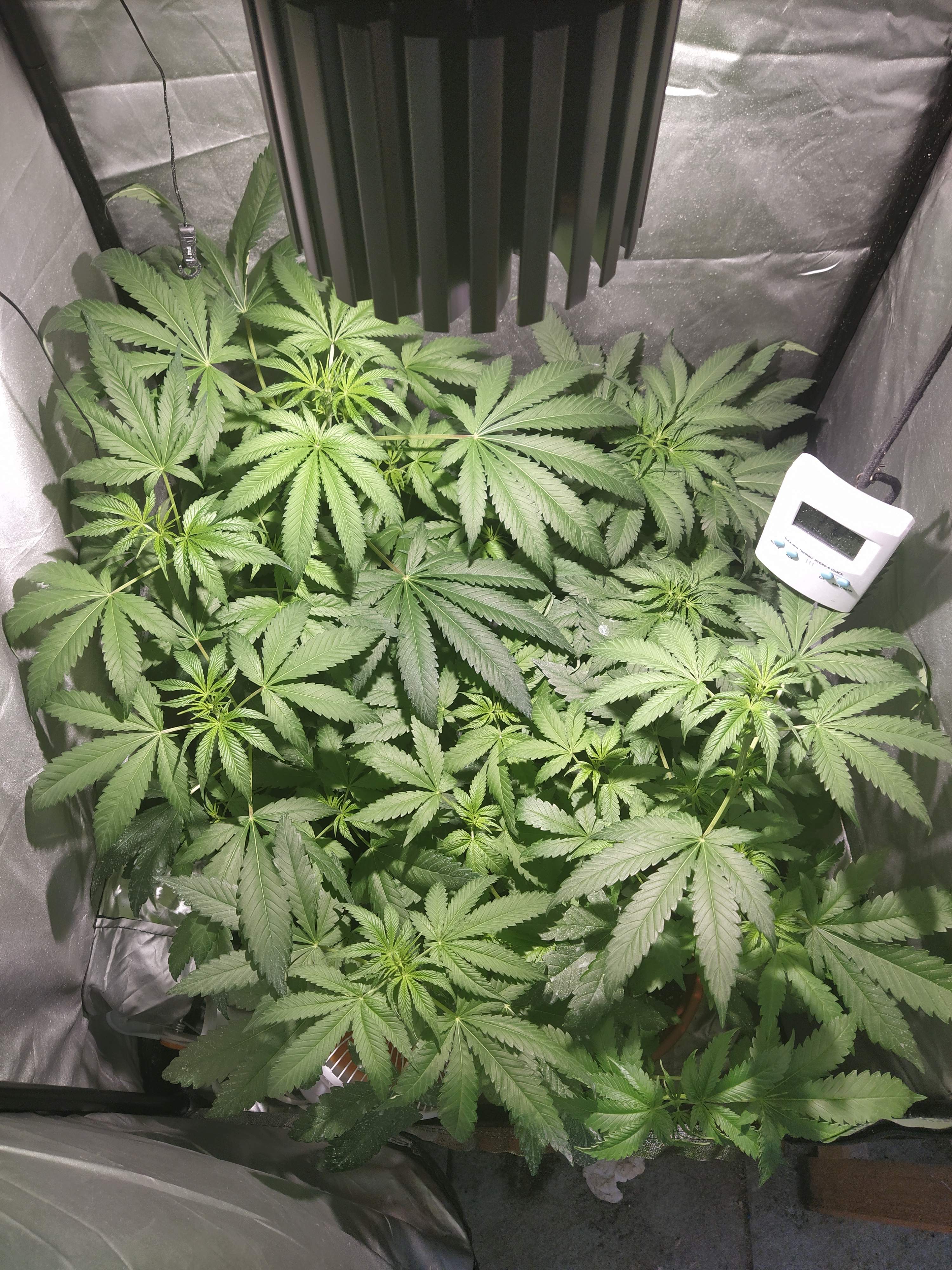 Zamnesia Seeds Runtz grow diary (journal) week9 by Galegreen - GrowDiaries