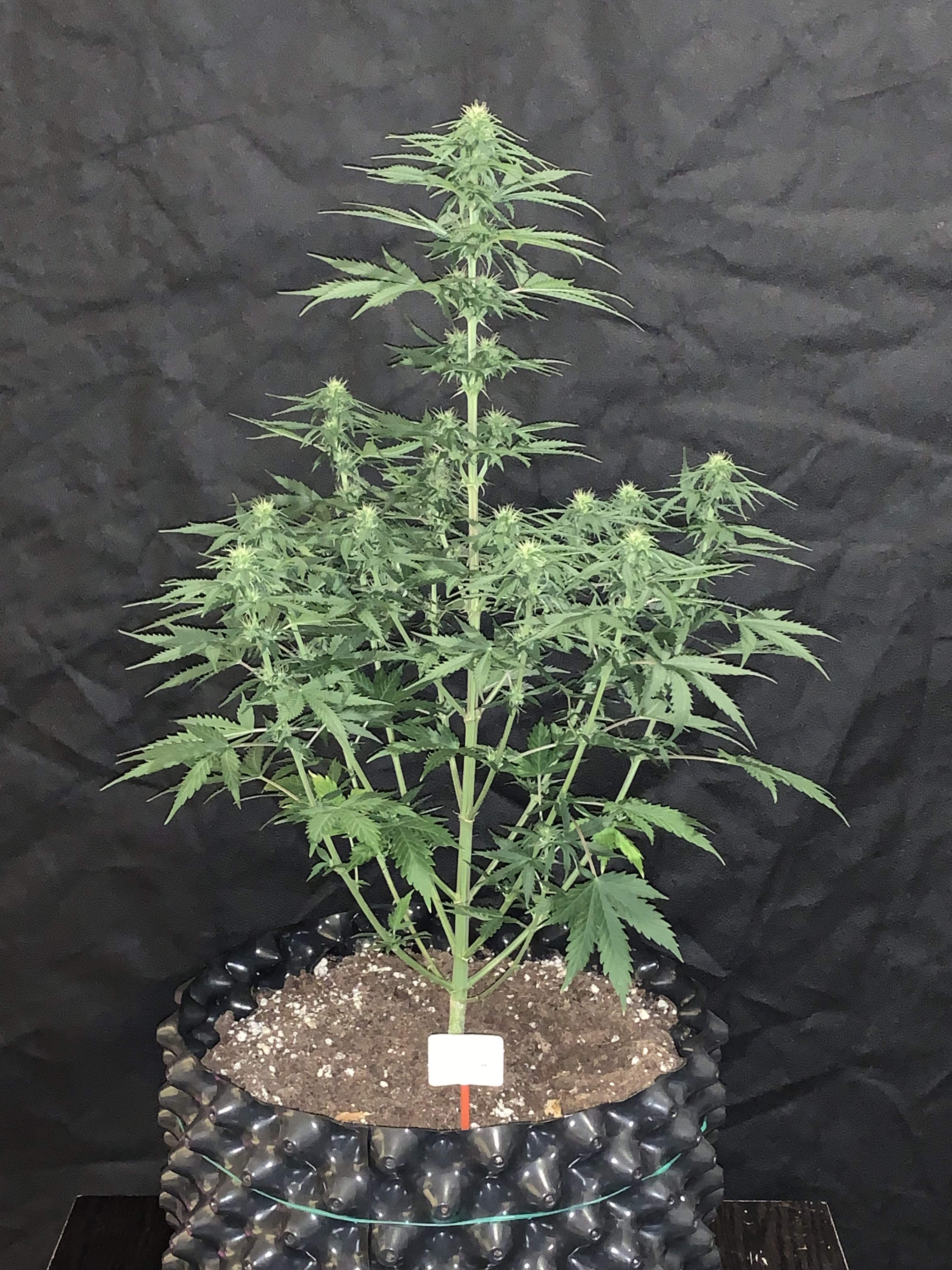 Fast Buds Lemon AK Auto grow diary (journal) week6 by AutoGanja ...