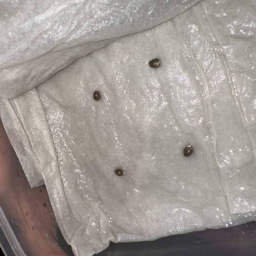 Dutch Passion Auto Skywalker Haze grow journal by AutoGanja - GrowDiaries