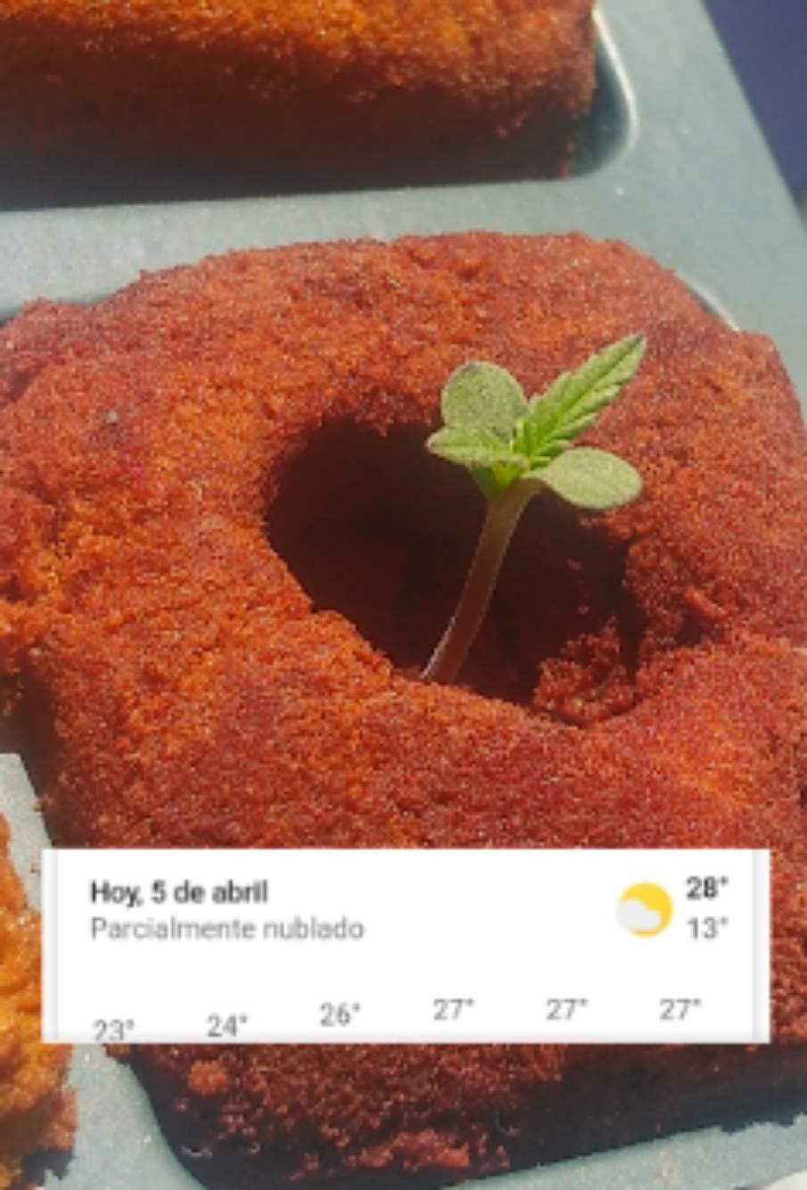 Sweet Seeds Bloody Skunk Auto® 2 grow diary (journal) 2 week2 by A_l_e ...