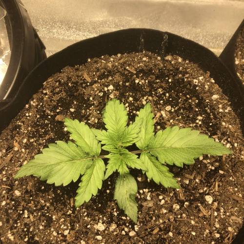 White Widow Autoflower, Purple punch grow journal by Negromancer ...