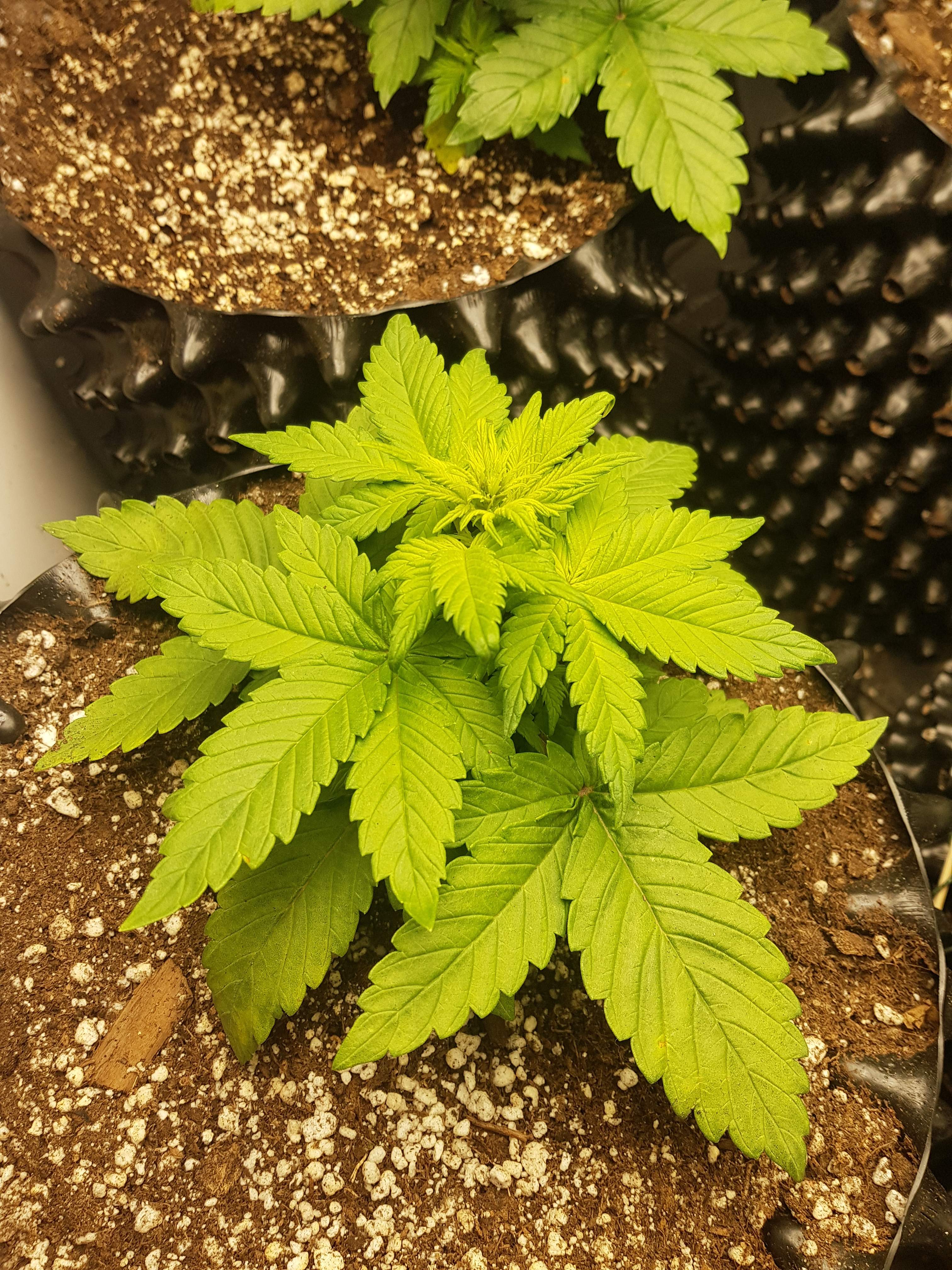 Fast Buds Crystal METH grow diary (journal) week3 by TerpeneHunter ...