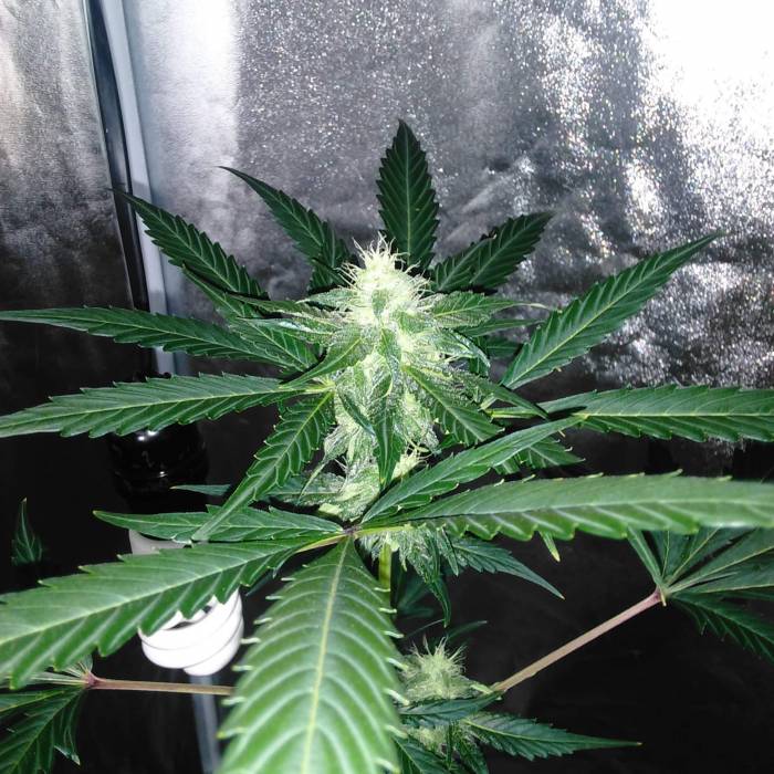 Fastbuds gorilla glue grow journal by Appalachian_farmer - GrowDiaries