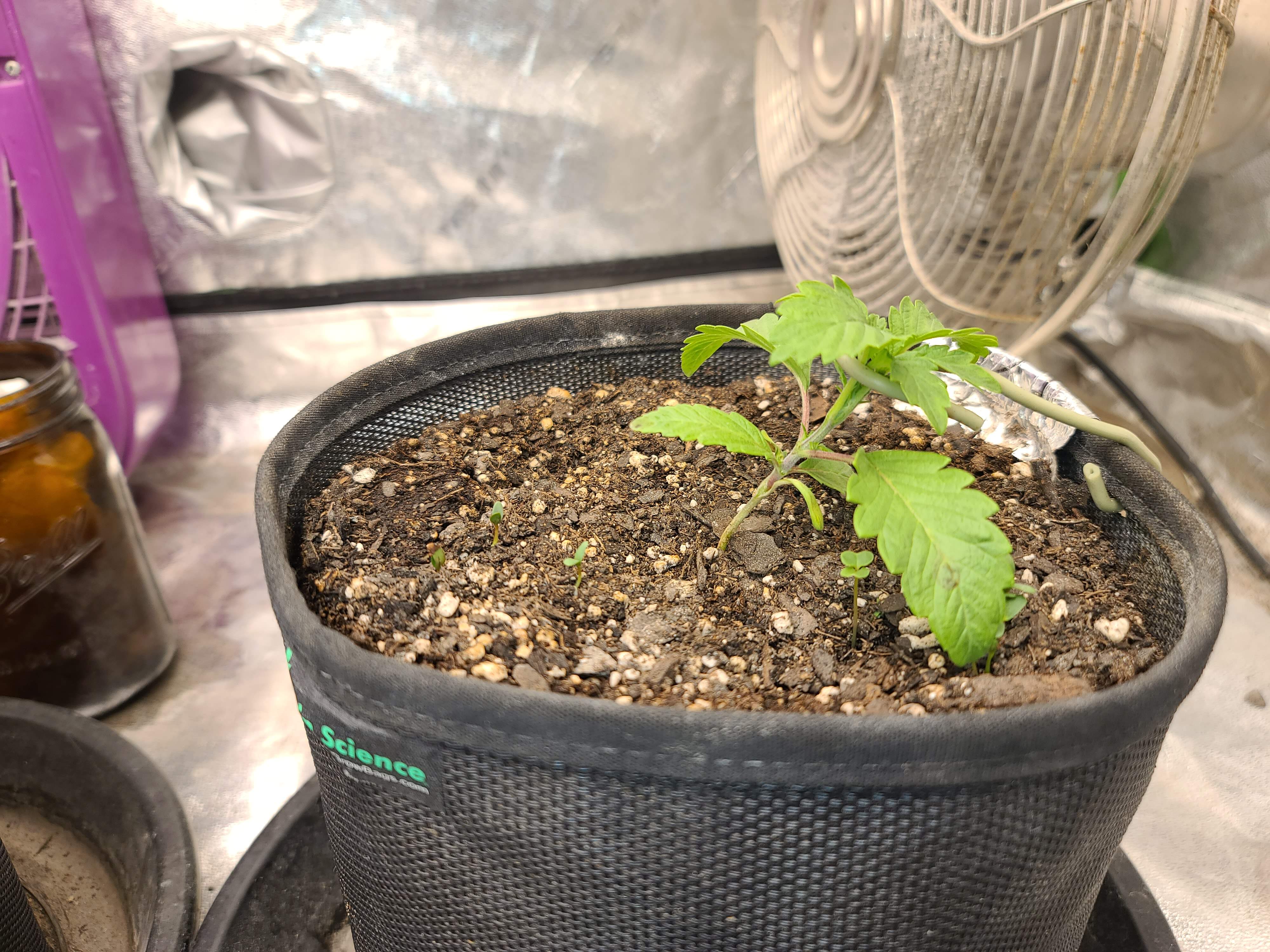 In House Genetics Slurricane IX grow diary (journal) week3 by Braap ...