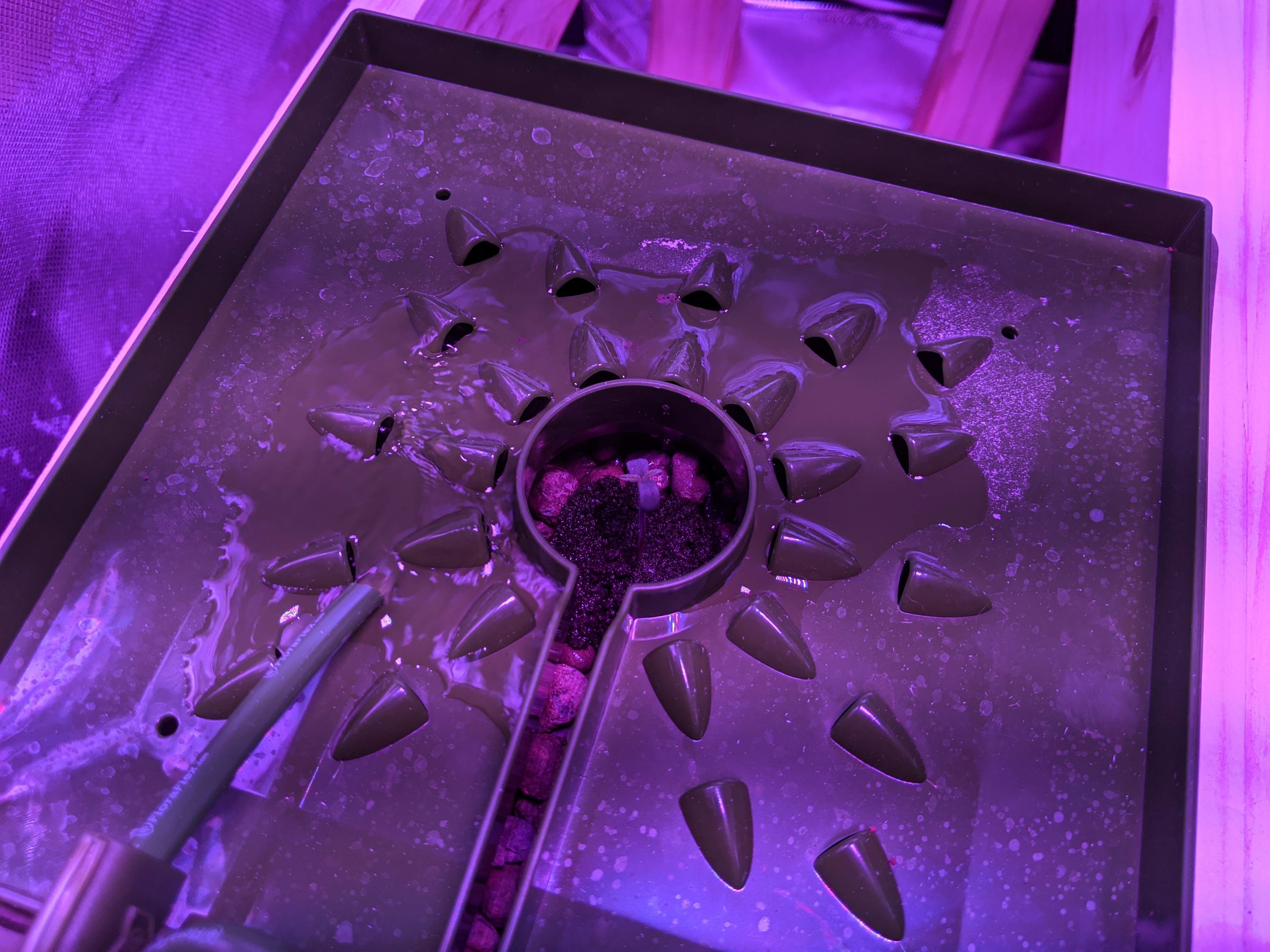 Seedsman Alaskan Purple Auto, Seedsman Zkittlez Auto grow diary ...