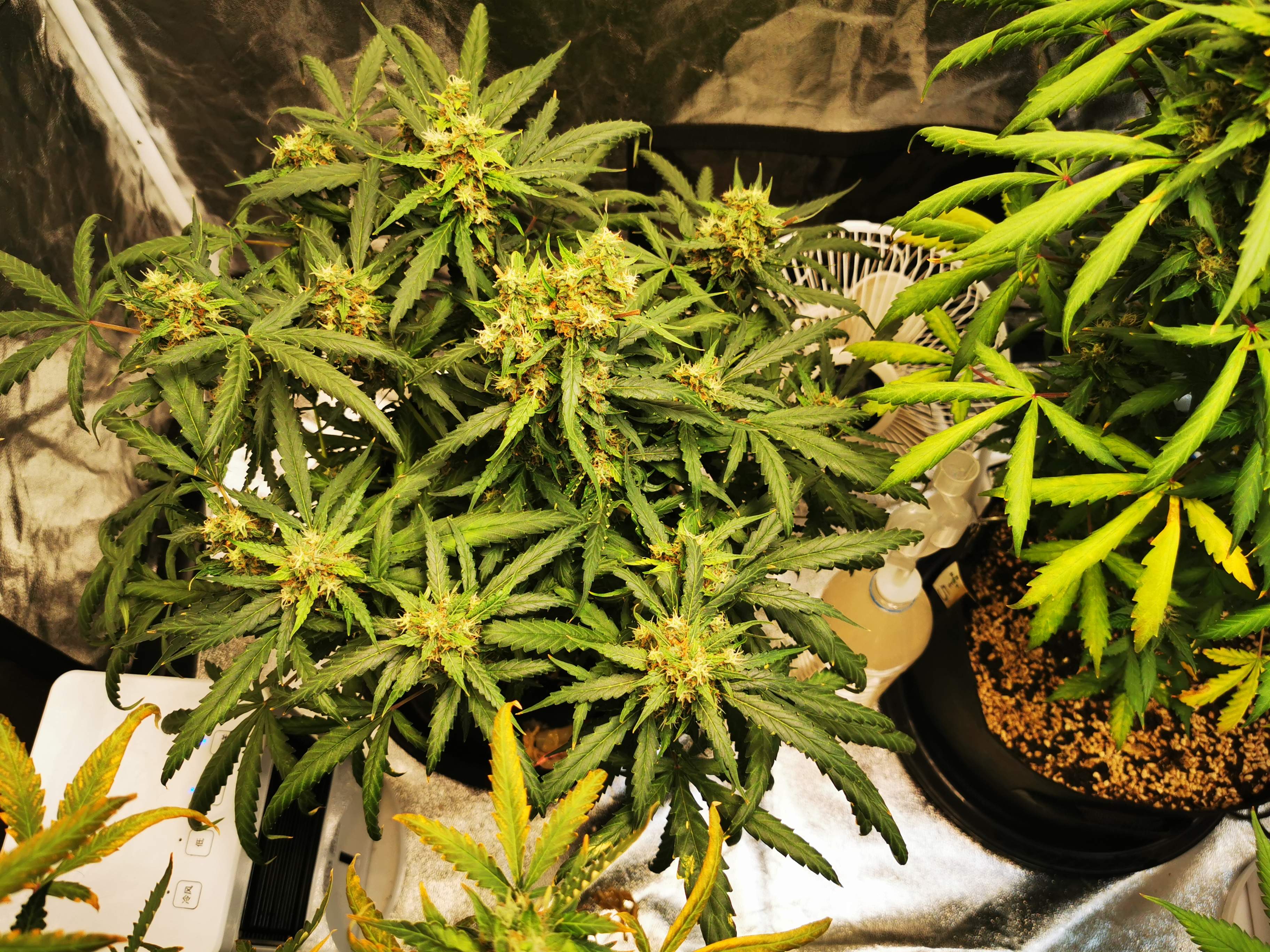 FastBuds LSD-25 Auto, FastBuds Lemon AK Auto grow journal week10 by ...