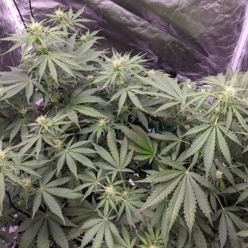 East Coast Cookie Wreck, Seedsman Blueberry Auto, Seedsman Bubba Kush ...