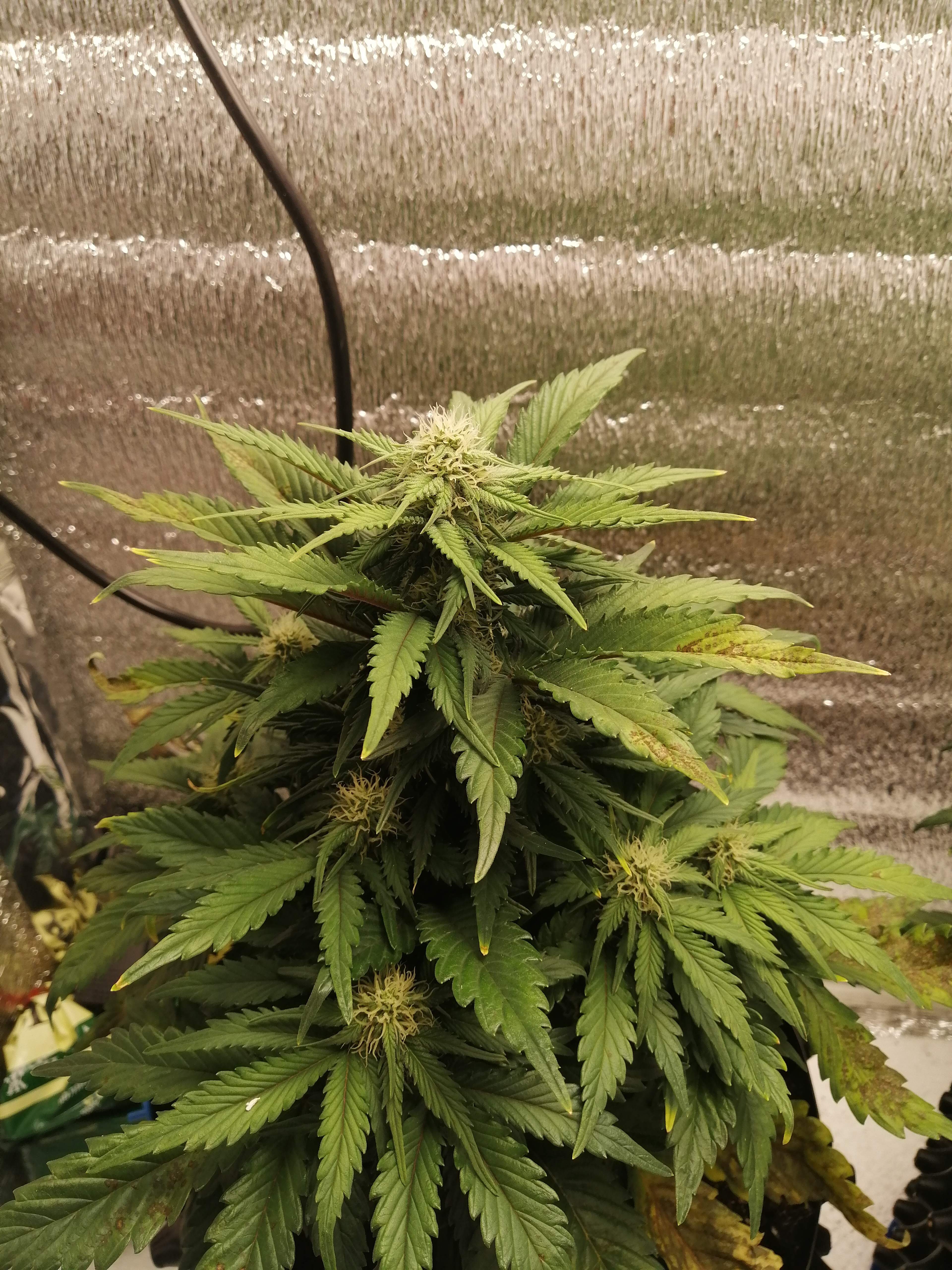 Fast Buds Zkittlez Auto grow diary (journal) week6 by alesha999 ...