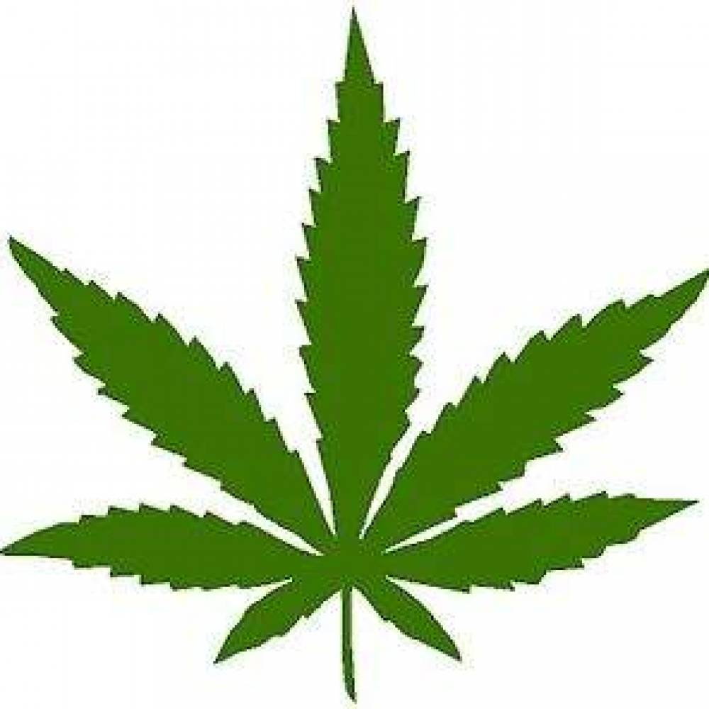 Gelato 42, Purple Punch, Zkittles, Purple Kush, Dream Kush grow journal ...