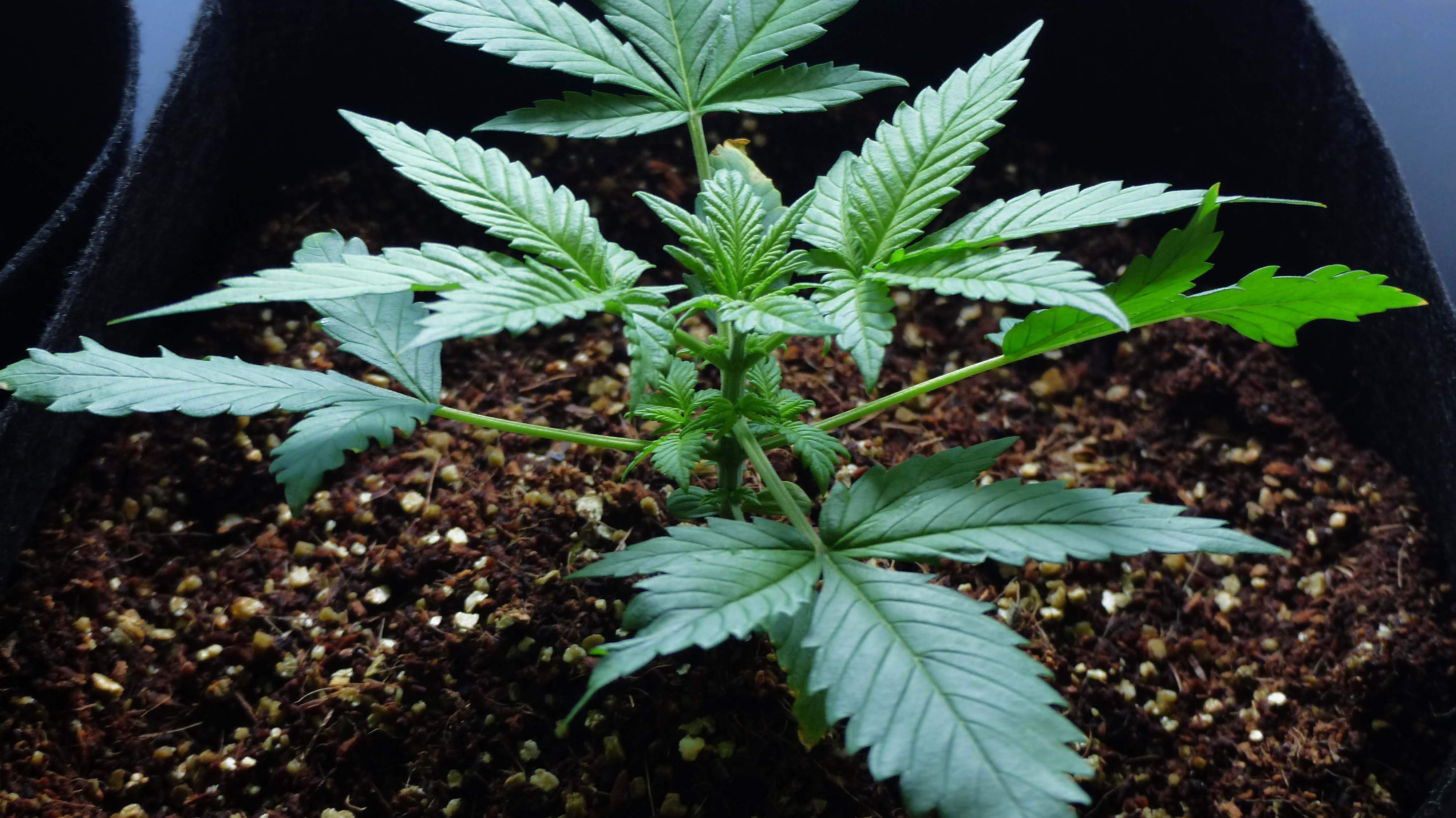 Fast Buds Crystal METH grow diary (journal) week3 by Gotcha - GrowDiaries