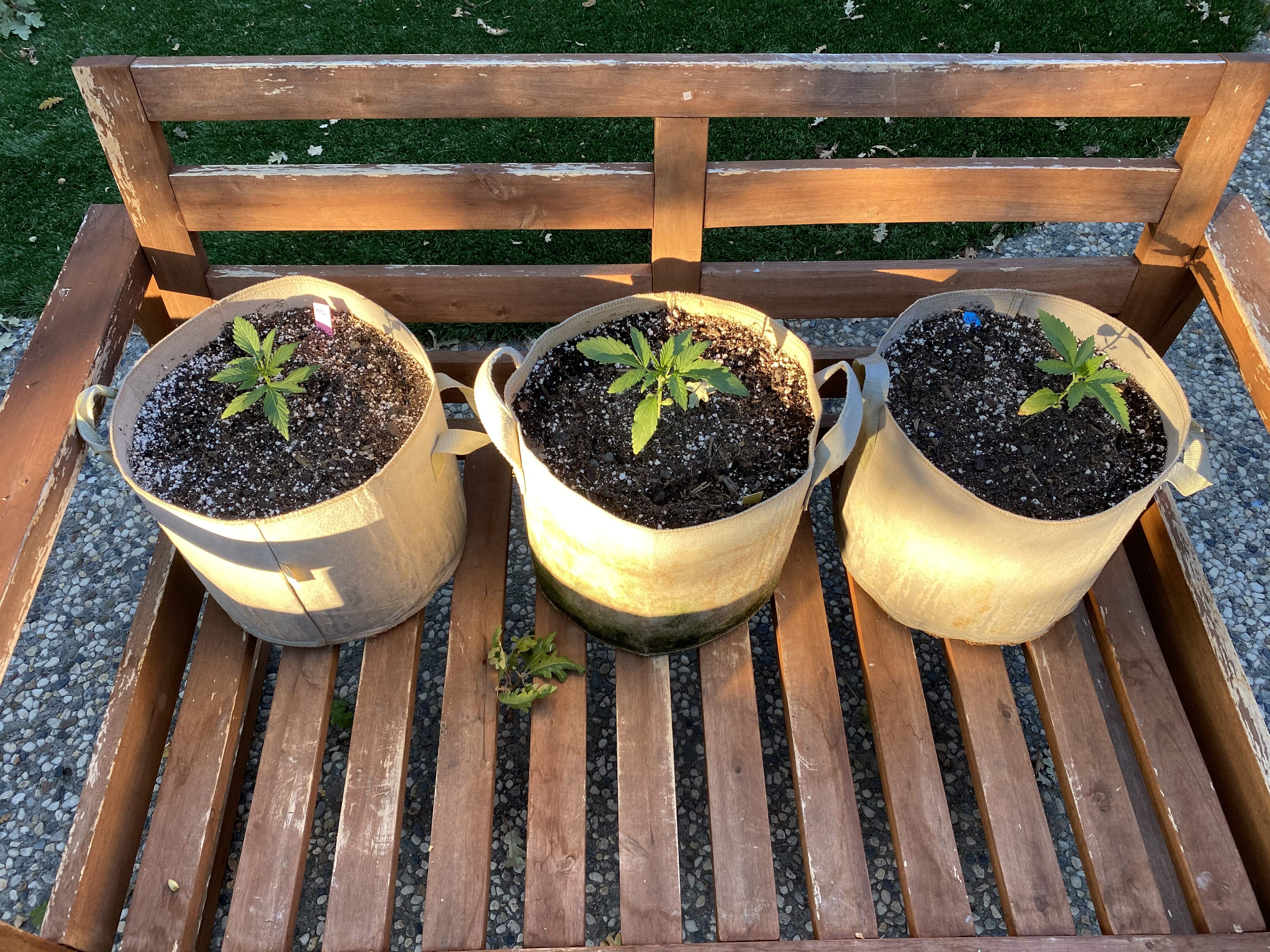 ILGM White Widow Autoflower, ILGM Amnesia Haze Autoflower, ILGM ...