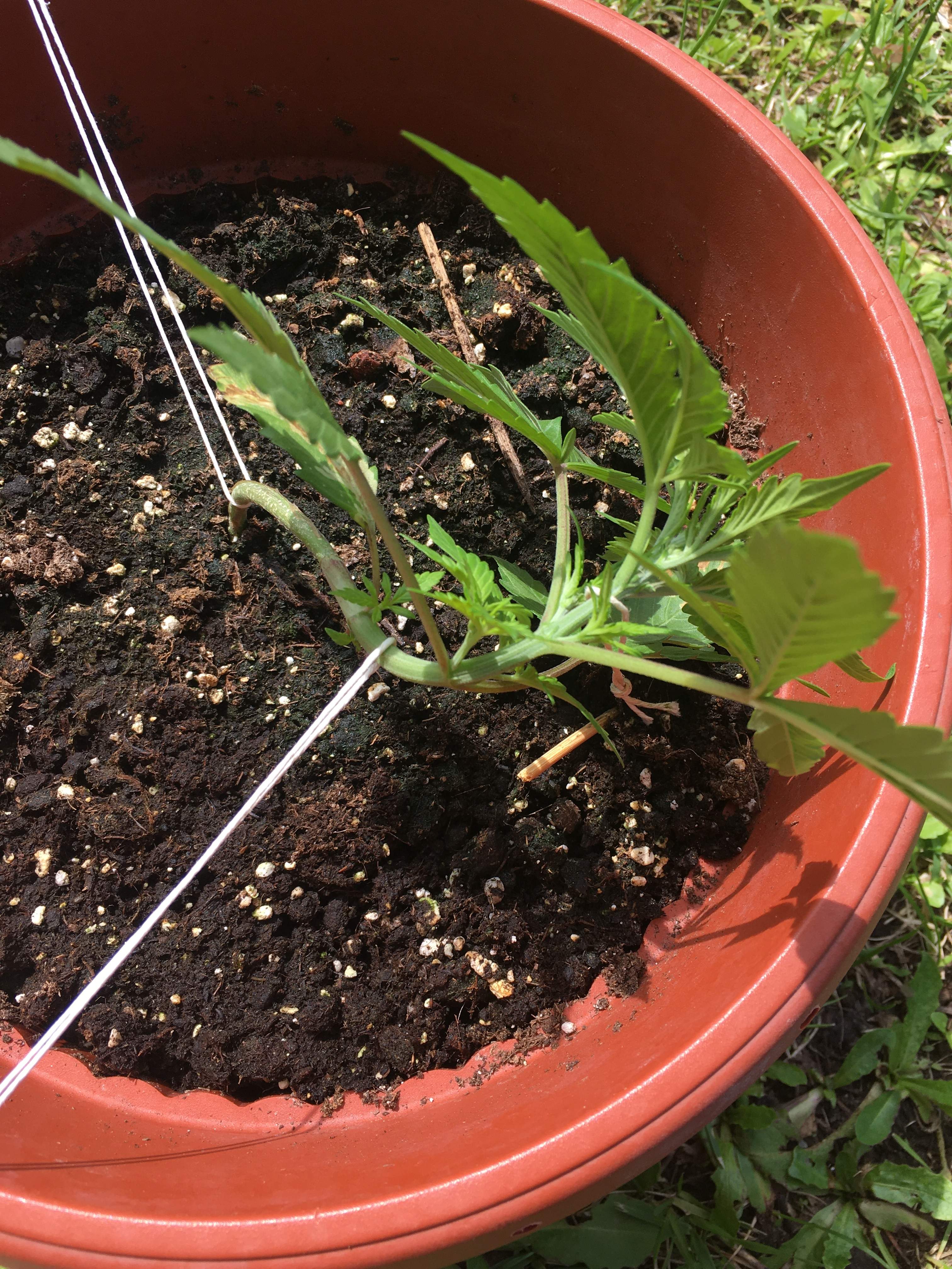 Sweet Seeds Black Cream Auto® grow diary (journal) week4 by Blue_psyche ...