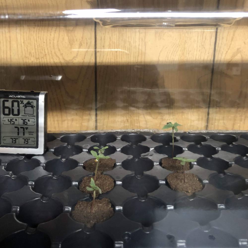 Girl Scout Cookies Auto, Gelato Auto grow journal by Tattoodaddy3 ...