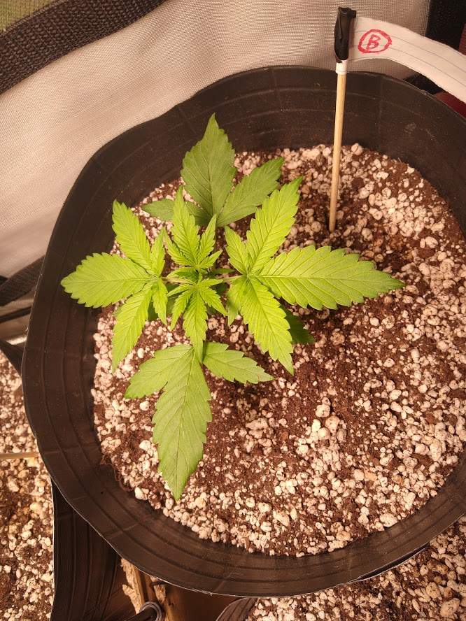 BSF Seeds Critical +2 XXL Auto, BSF Seeds Red Critical Auto, BSF Seeds ...