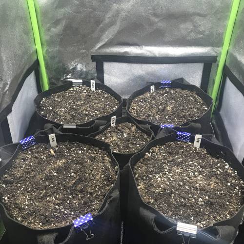 Amnesia Haze Autoflower, Blueberry Autoflower grow journal by p0ssess3d ...