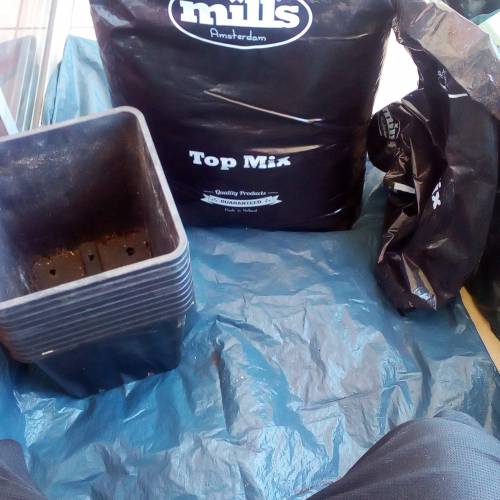 UK Cheese Auto, Auto Mazar grow journal by Zowman - GrowDiaries