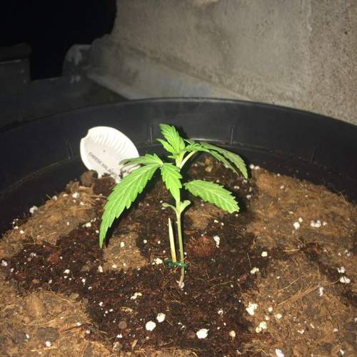 Cheese XXL Autoflowering, Moby Dick XXL Auto grow journal by Hollstar ...