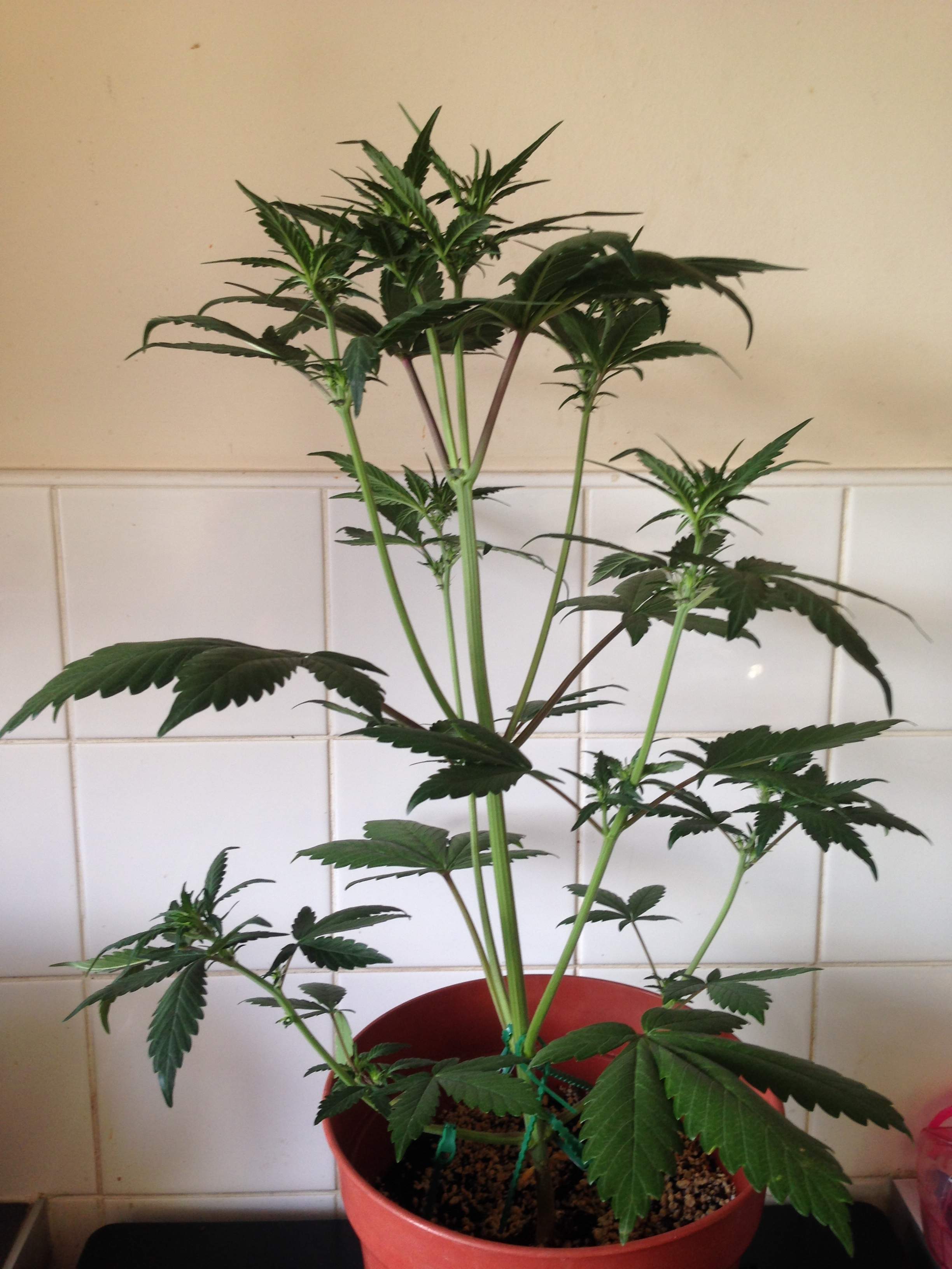 Fast Buds LSD-25 Auto grow diary (journal) week5 by UKauto - GrowDiaries