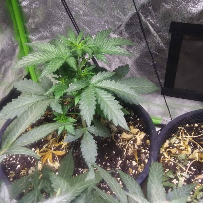 Custom Breeder & Strain Night owl Seeds - White Stomper grow journal by ...