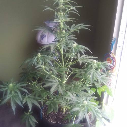 Custom Breeder & Strain Night owl Seeds - White Stomper grow journal by ...