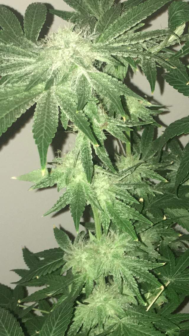 Dinafem Remo Chemo grow diary (journal) week13 by YieldsOfDreams ...