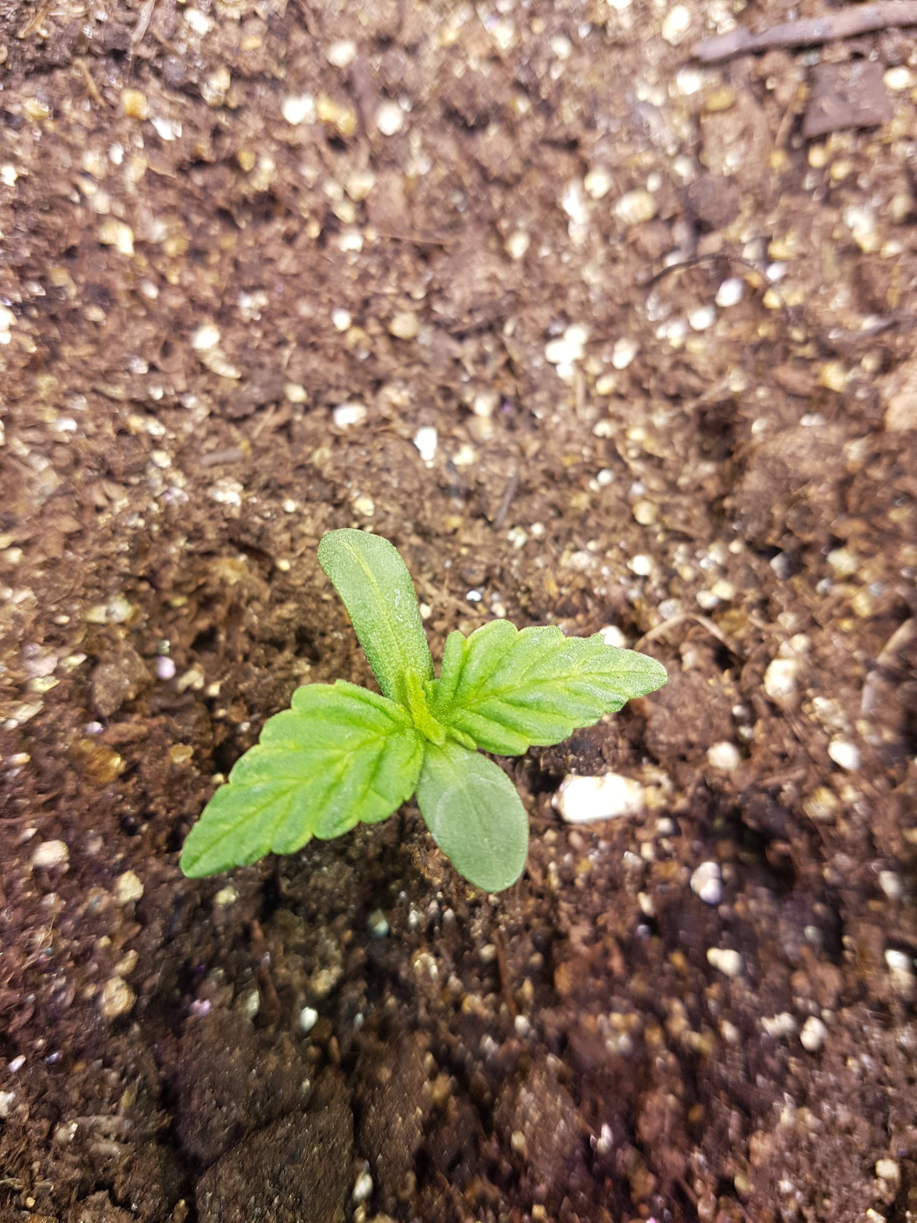 Zamnesia Seeds Sticky Beast Automatic, Zamnesia Seeds Diesel Automatic ...