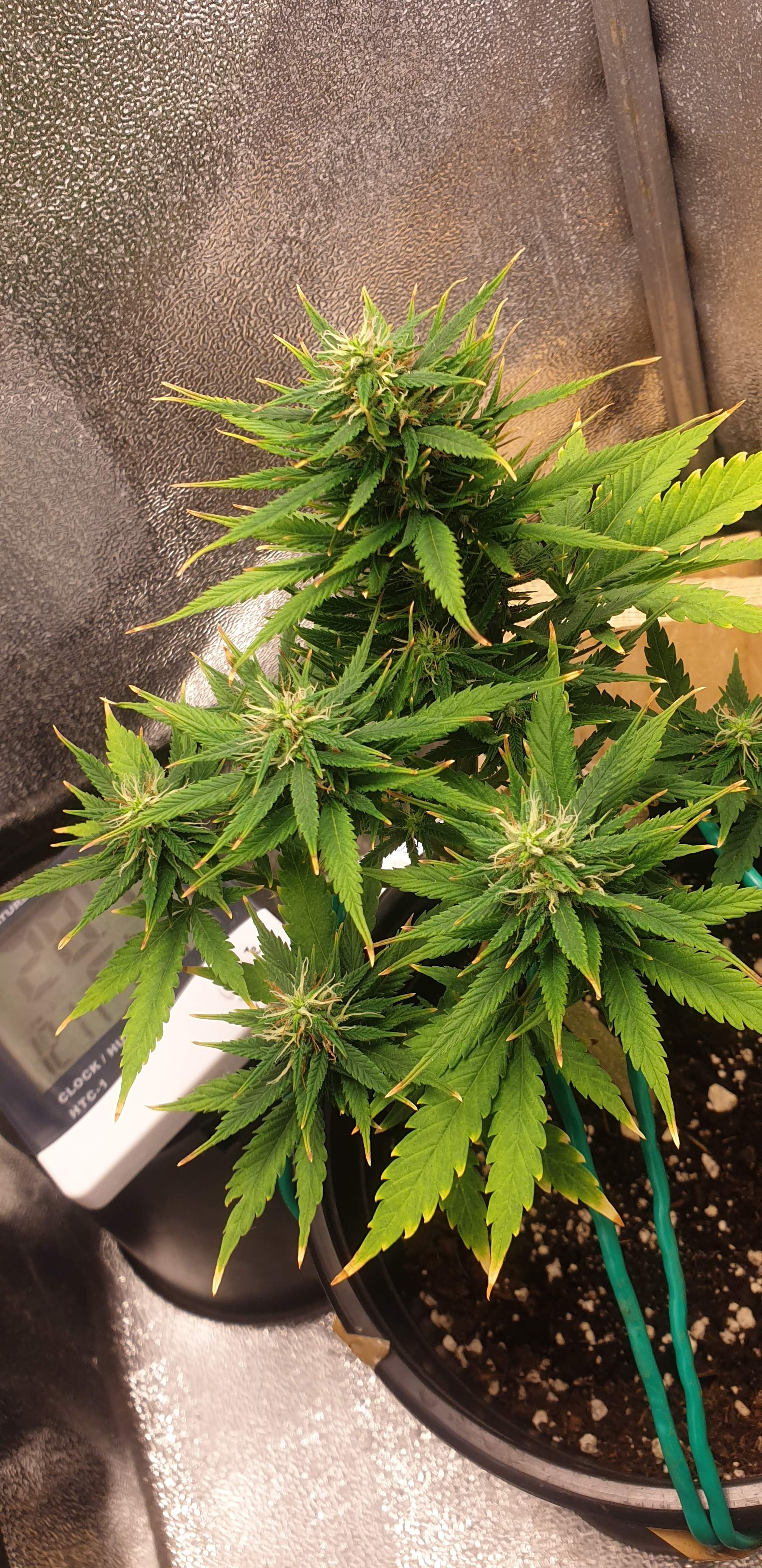 Zamnesia Seeds Sticky Beast Automatic, Zamnesia Seeds Amnesia Skunk ...