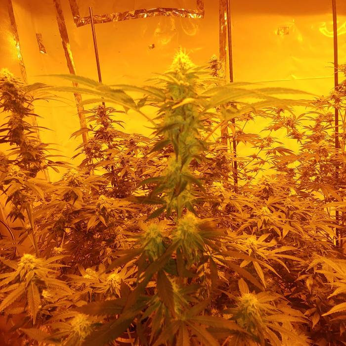 Slurricane, Mango Puff, Orange Kush Cake , Gorilla Glue, Monkey Mints ...