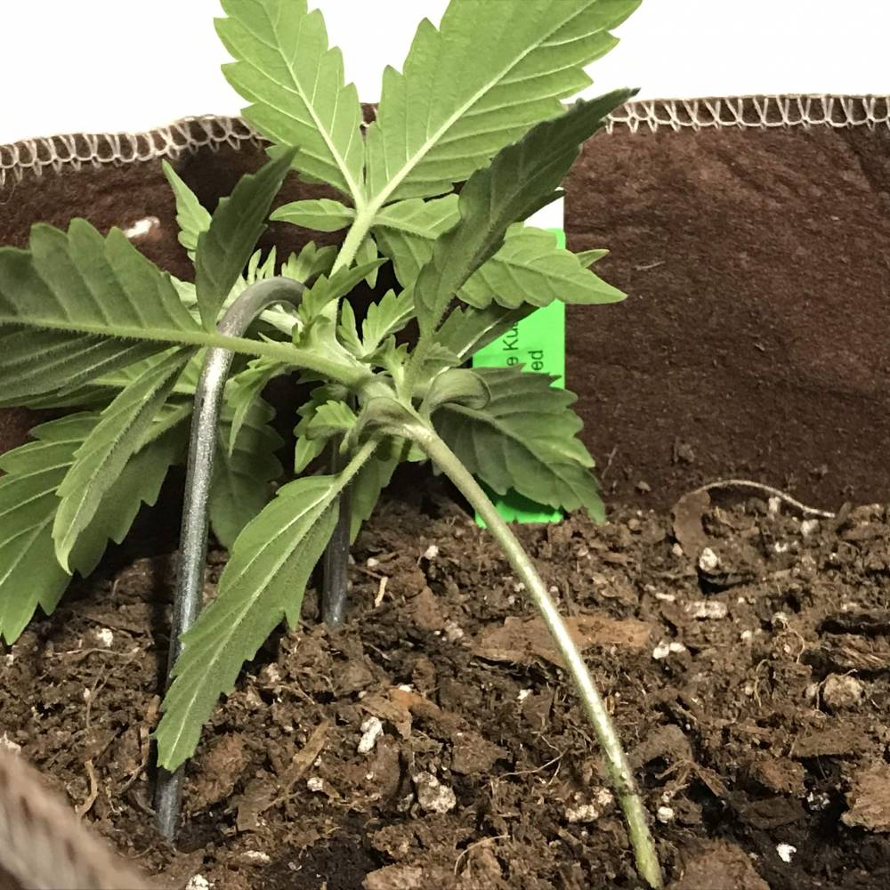 Canuk Seeds Auto Purple Kush grow journal by TheGreaterGood - GrowDiaries