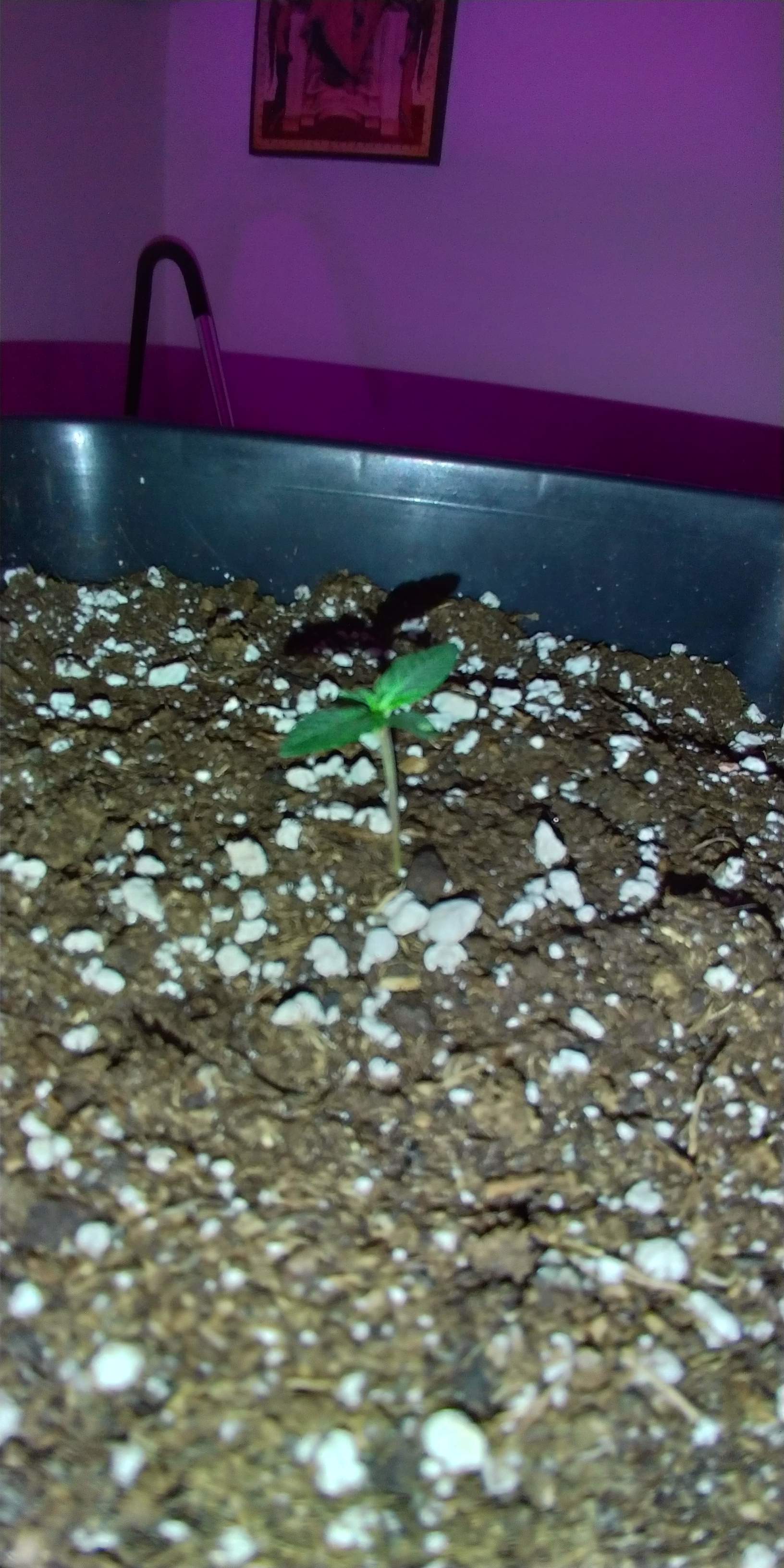 Green House Seed Co. Great White Shark grow diary (journal) week2 by ...