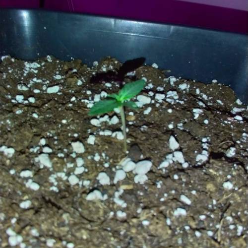 Green House Seed Co. Great White Shark grow journal by xuserx - GrowDiaries