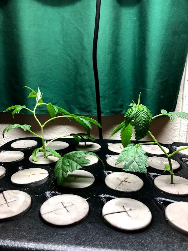 Sin Mint Cookies 2 grow diary (journal) week1 by Pacoabq - GrowDiaries