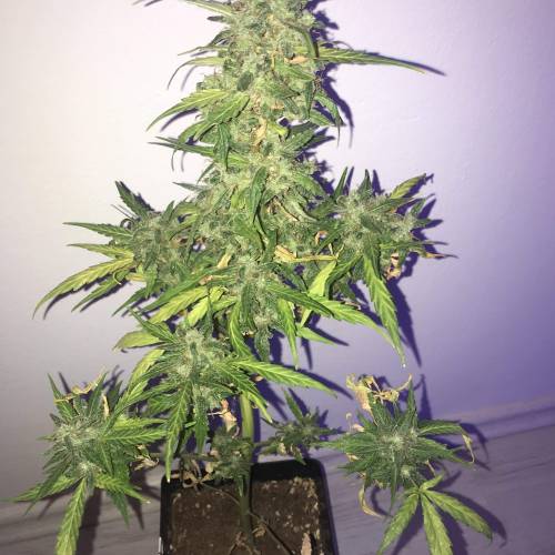 FastBuds Lemon AK Auto grow journal harvest13 by - GrowDiaries